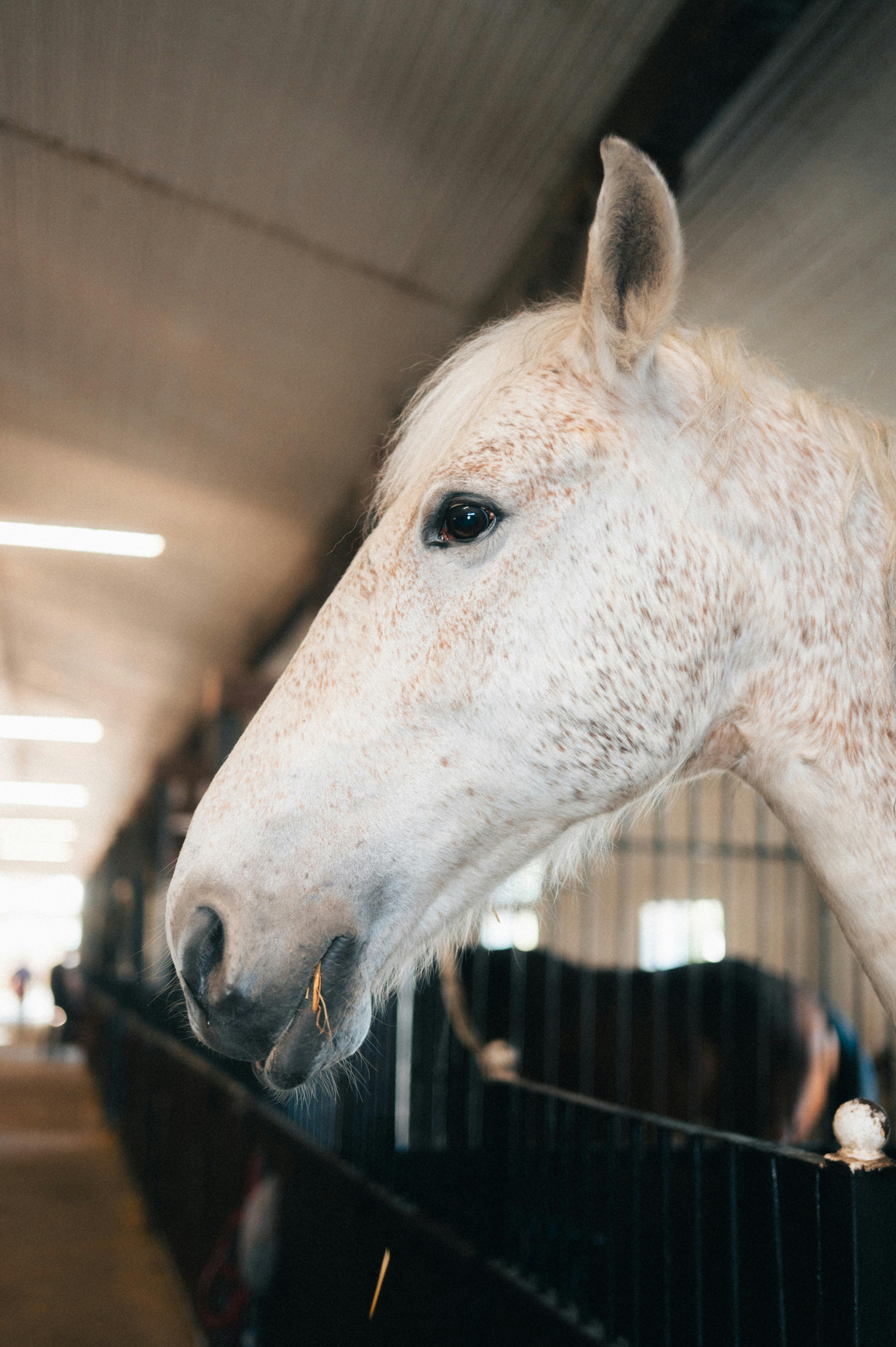 Stable Ronaldo Photos, Download The BEST Free Stable Ronaldo Stock ...