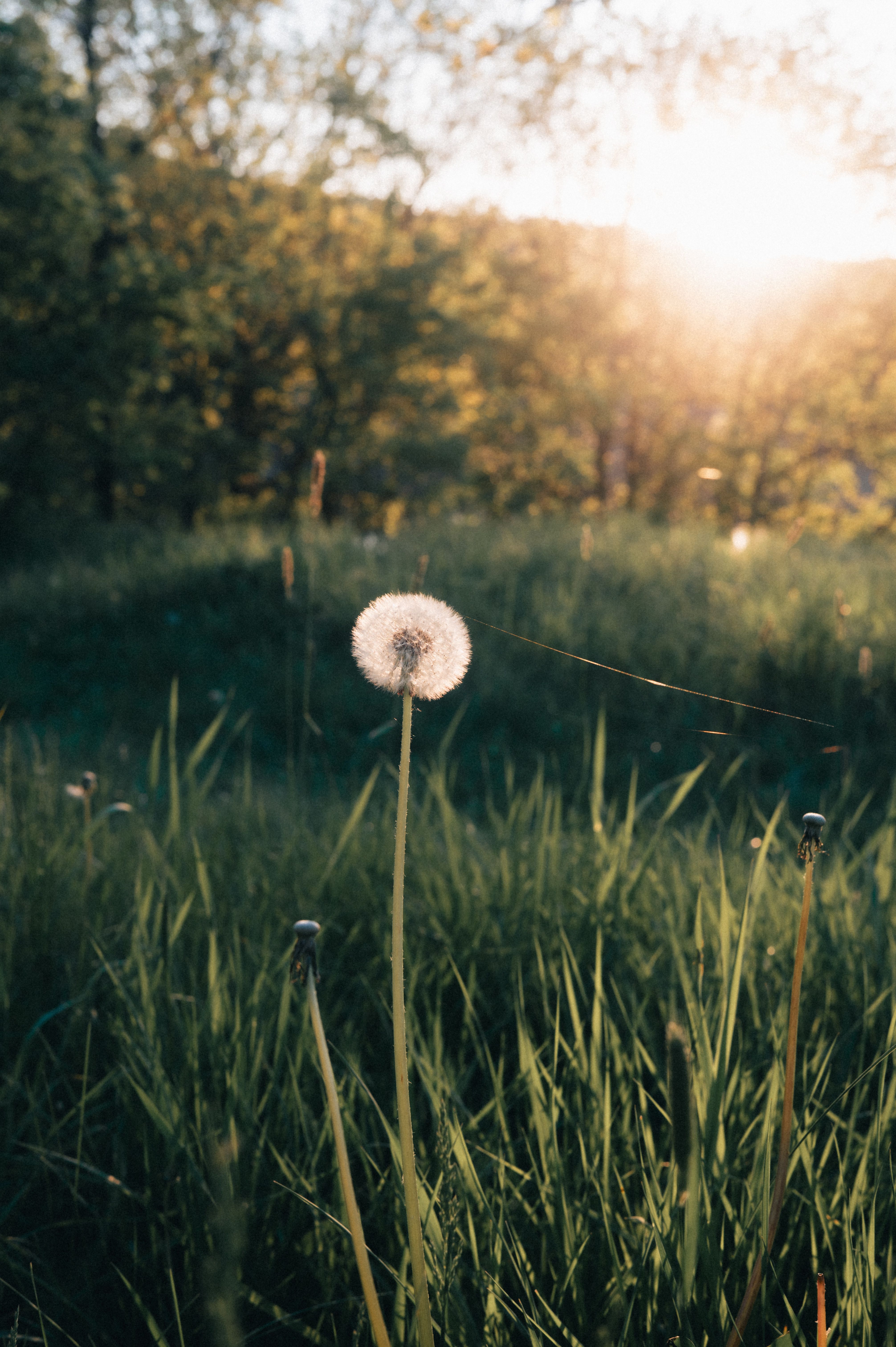 Sunrise Greenery Photos, Download The BEST Free Sunrise Greenery Stock ...