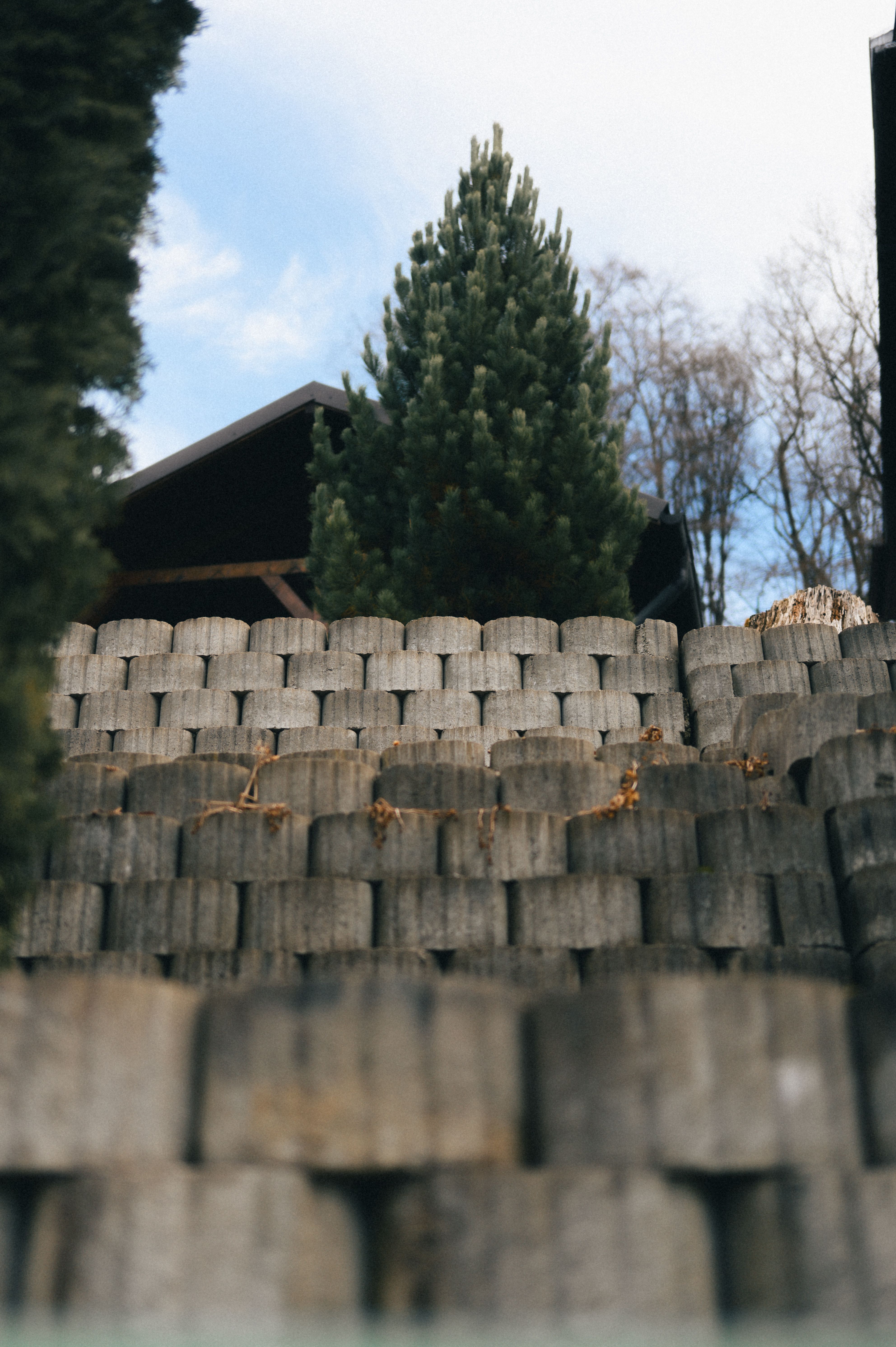 Rustic Wooden Fence with Evergreen Tree · Free Stock Photo