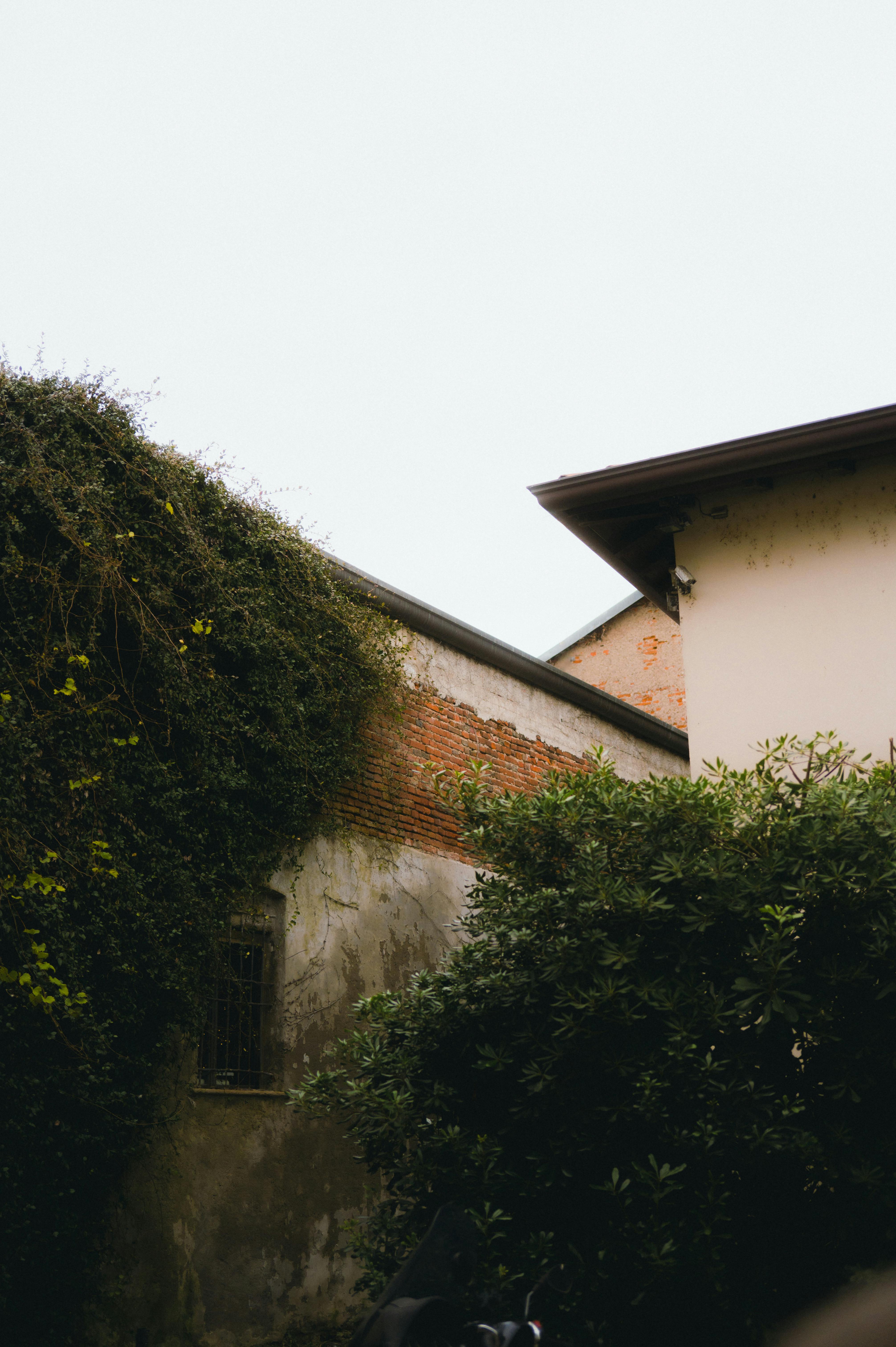 Charming Overgrown Courtyard with Ivy-Covered Walls · Free Stock Photo
