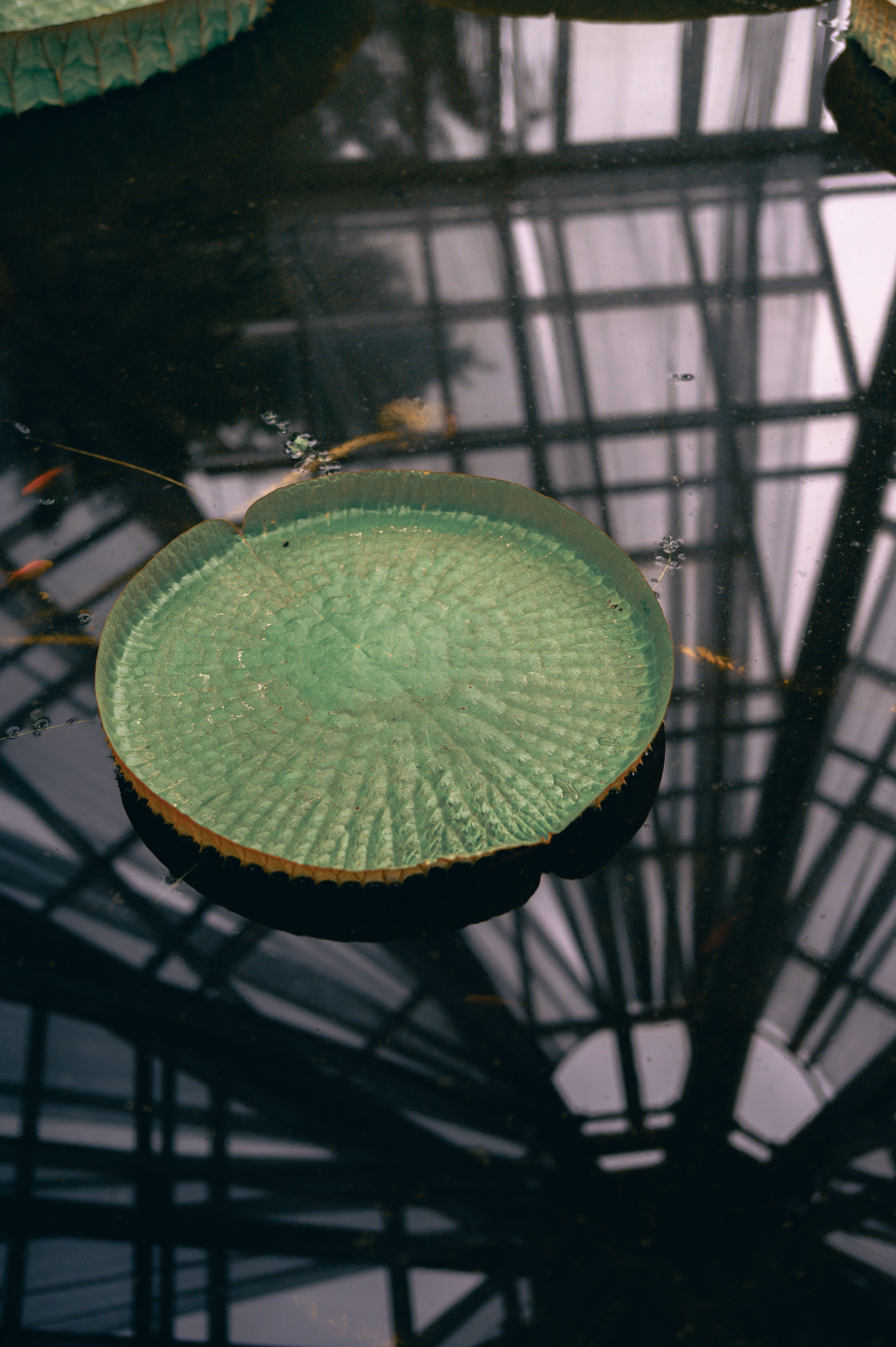 Serene Water Lily Pad in a Reflective Pond · Free Stock Photo