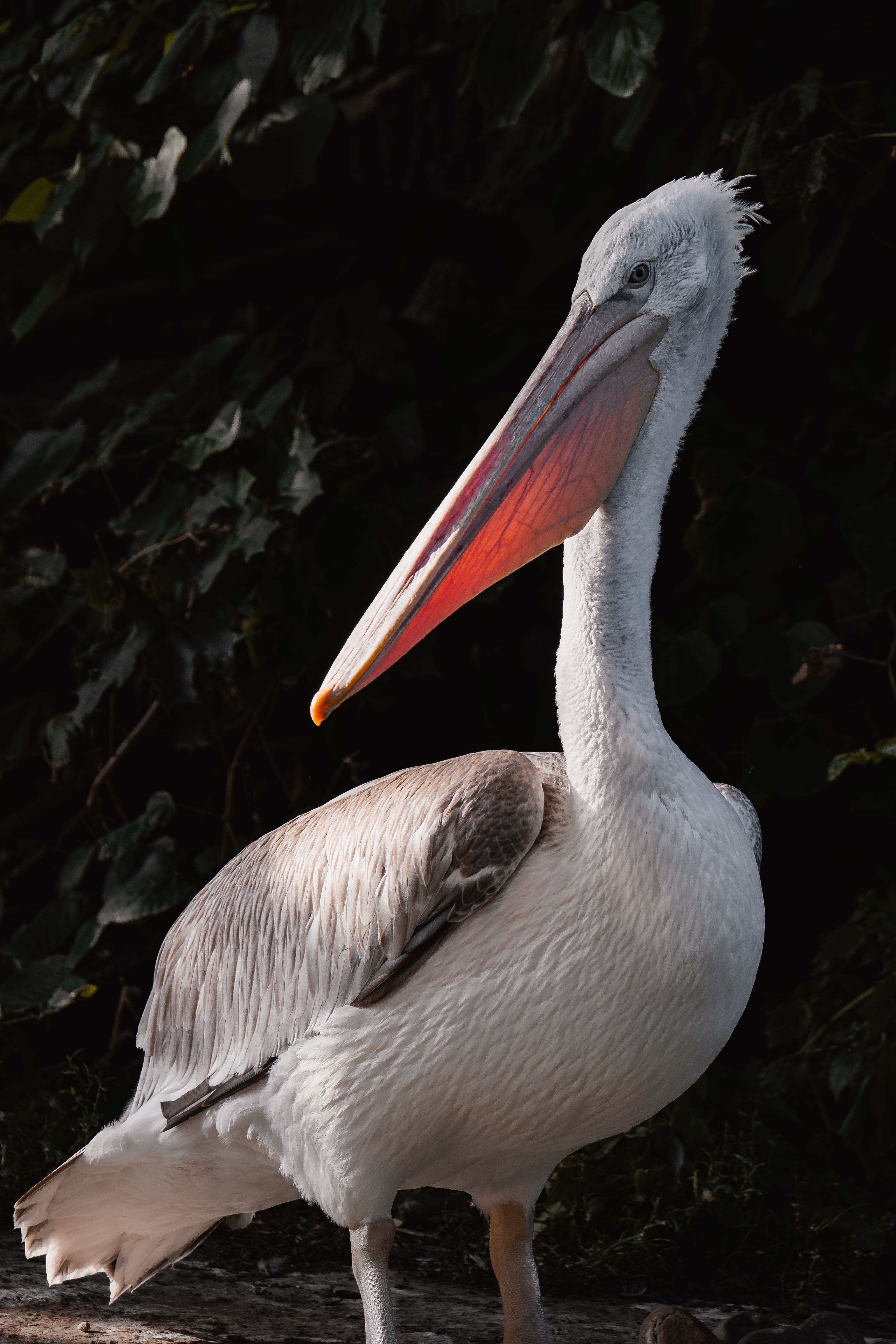Graceful Pelican in Dramatic Lighting by Lakeside · Free Stock Photo