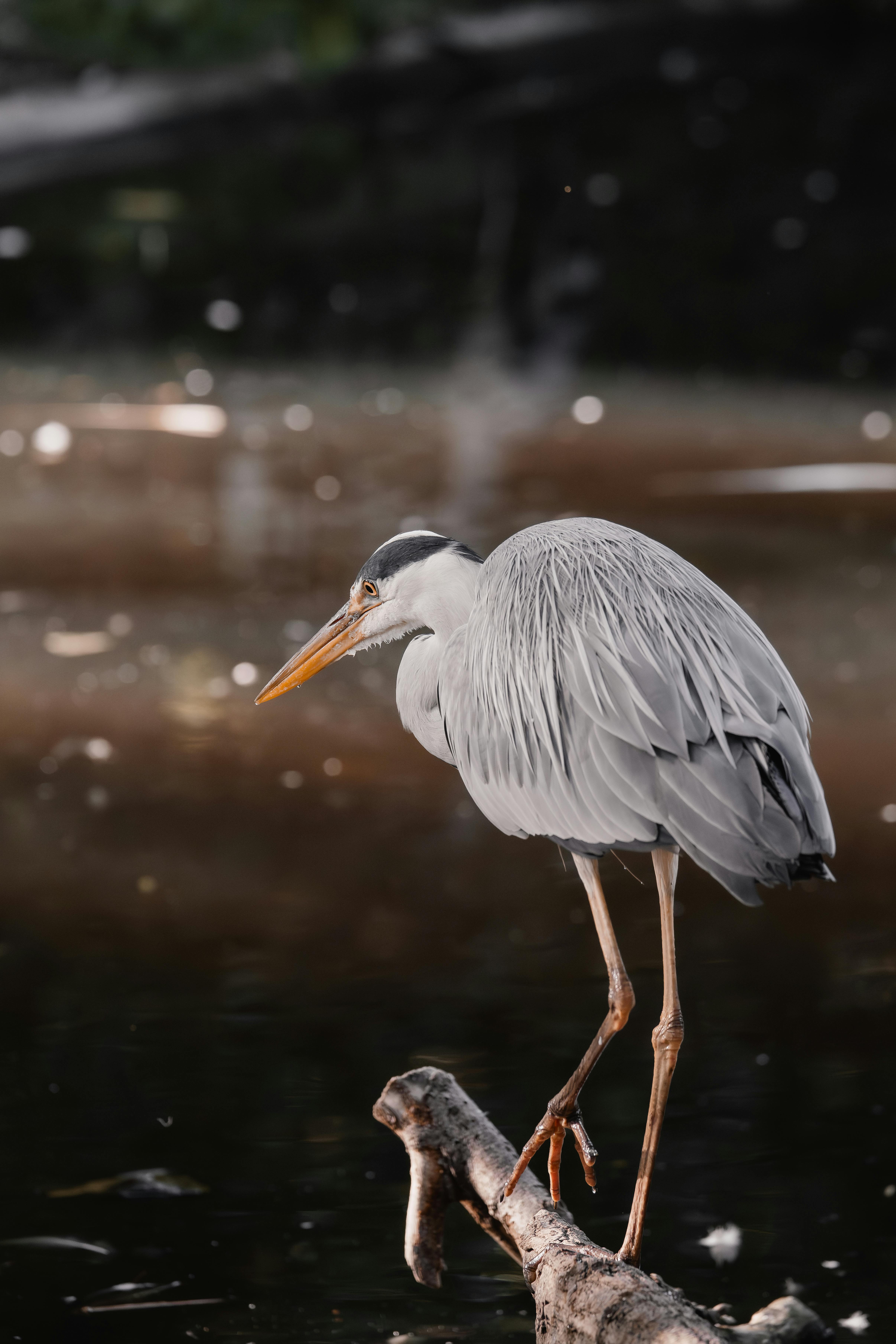 Pixel Cartoons Photos, Download The BEST Free Pixel Cartoons Stock ...