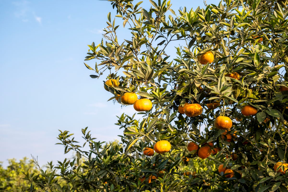 Orange Tree Photos, Download The BEST Free Orange Tree Stock Photos ...