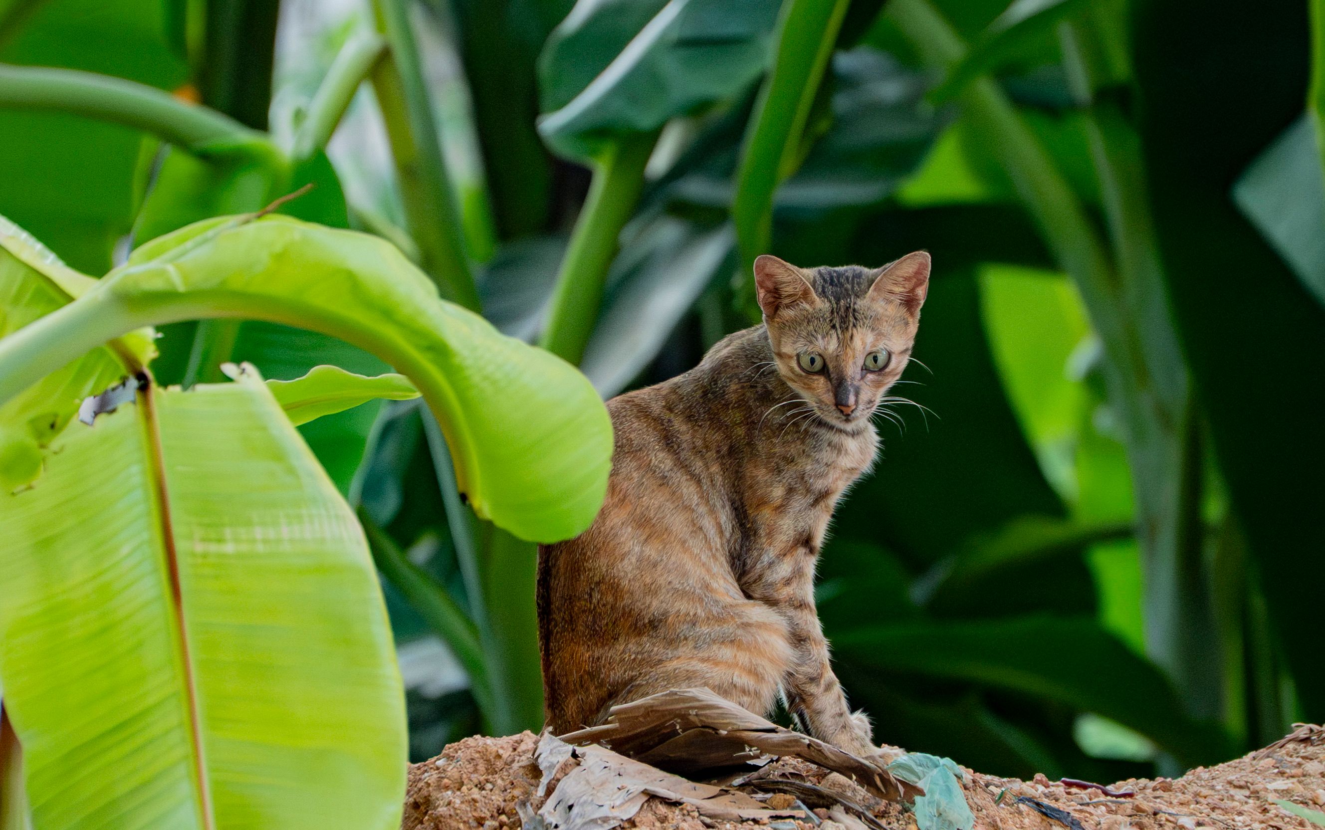 Tabby Cat Relaxing Among Tree Stumps in Sunlight · Free Stock Photo