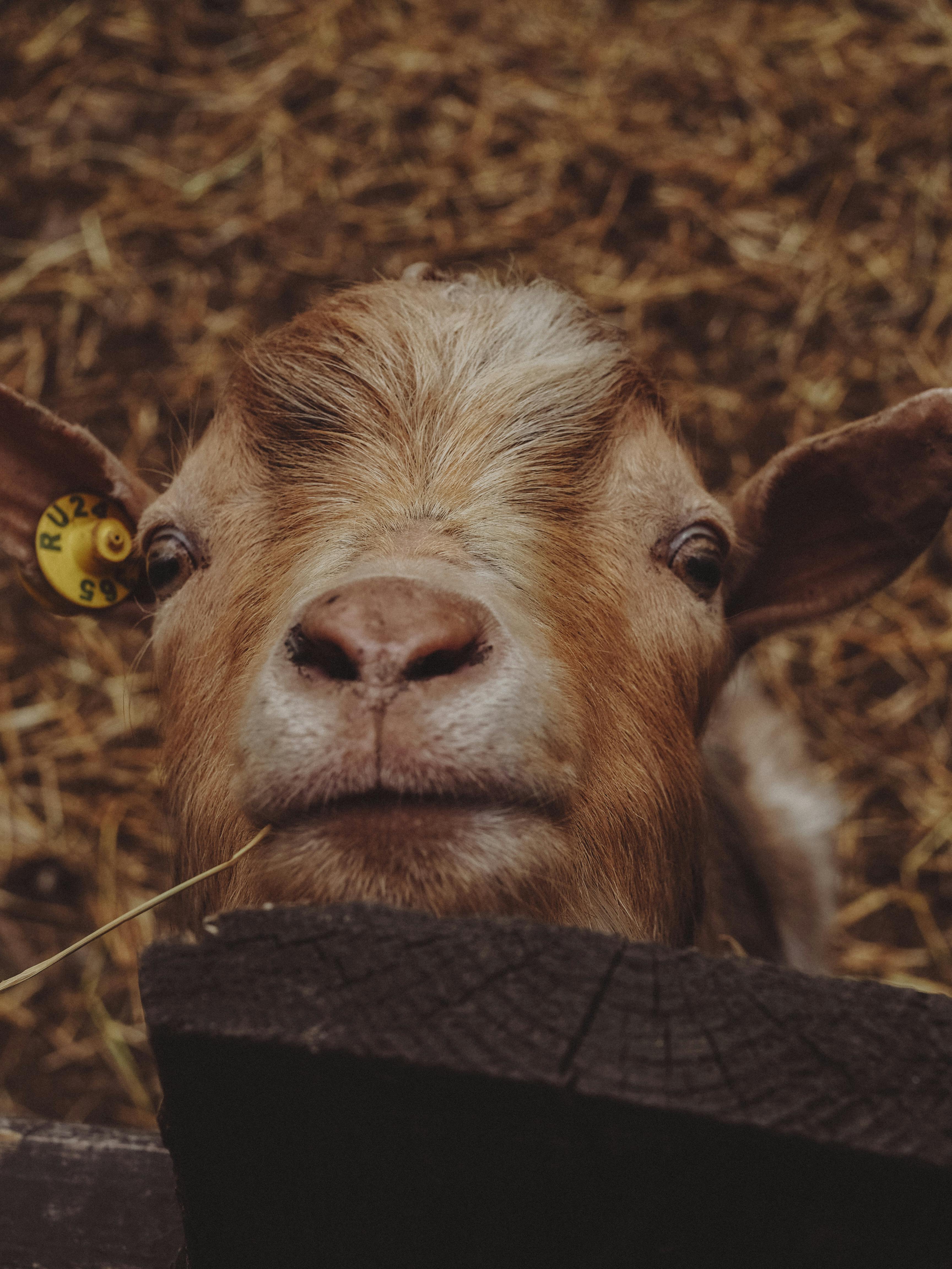 Nose Texture Photos, Download The BEST Free Nose Texture Stock Photos ...