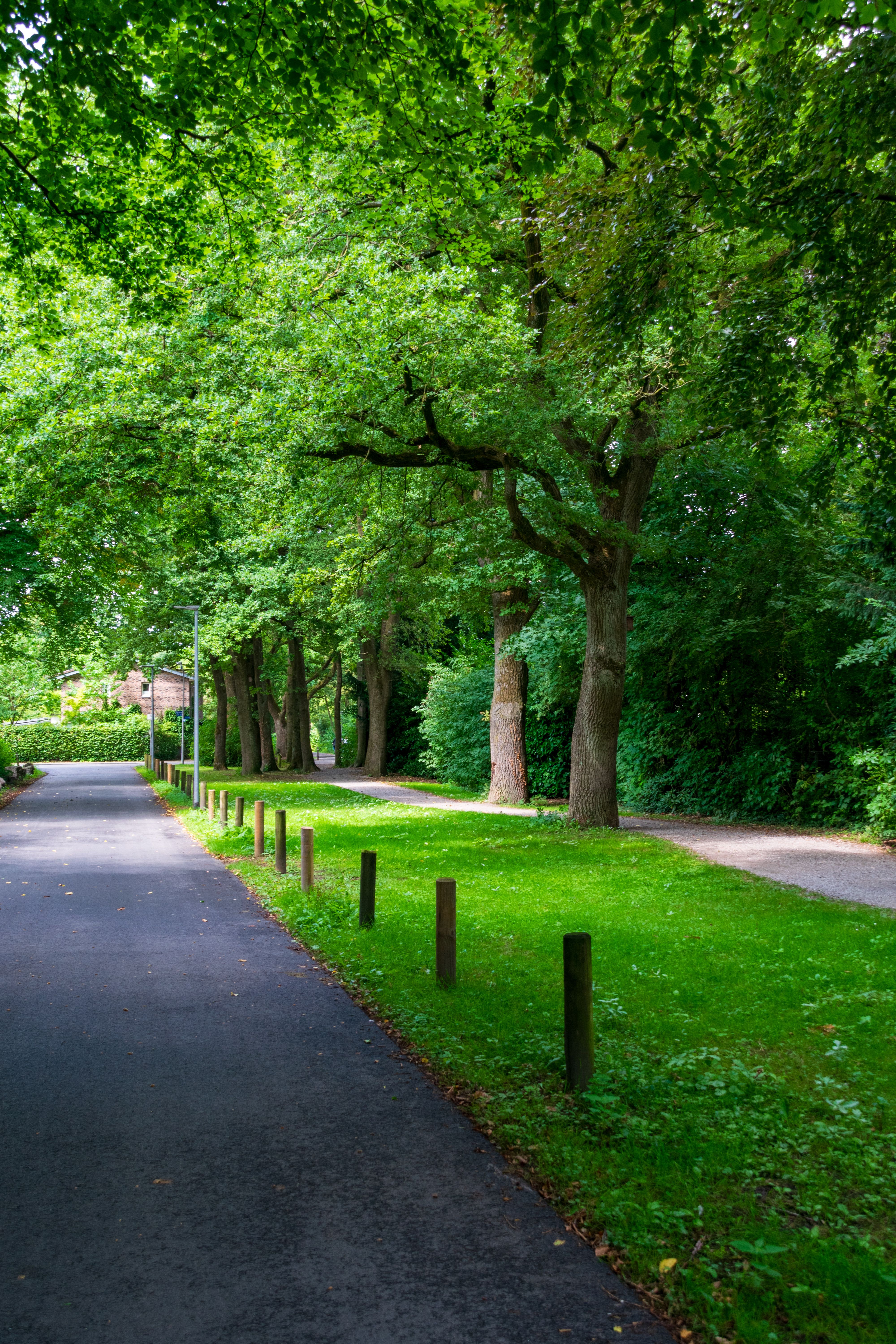Beautiful Green Pathway in a Tranquil Park · Free Stock Photo