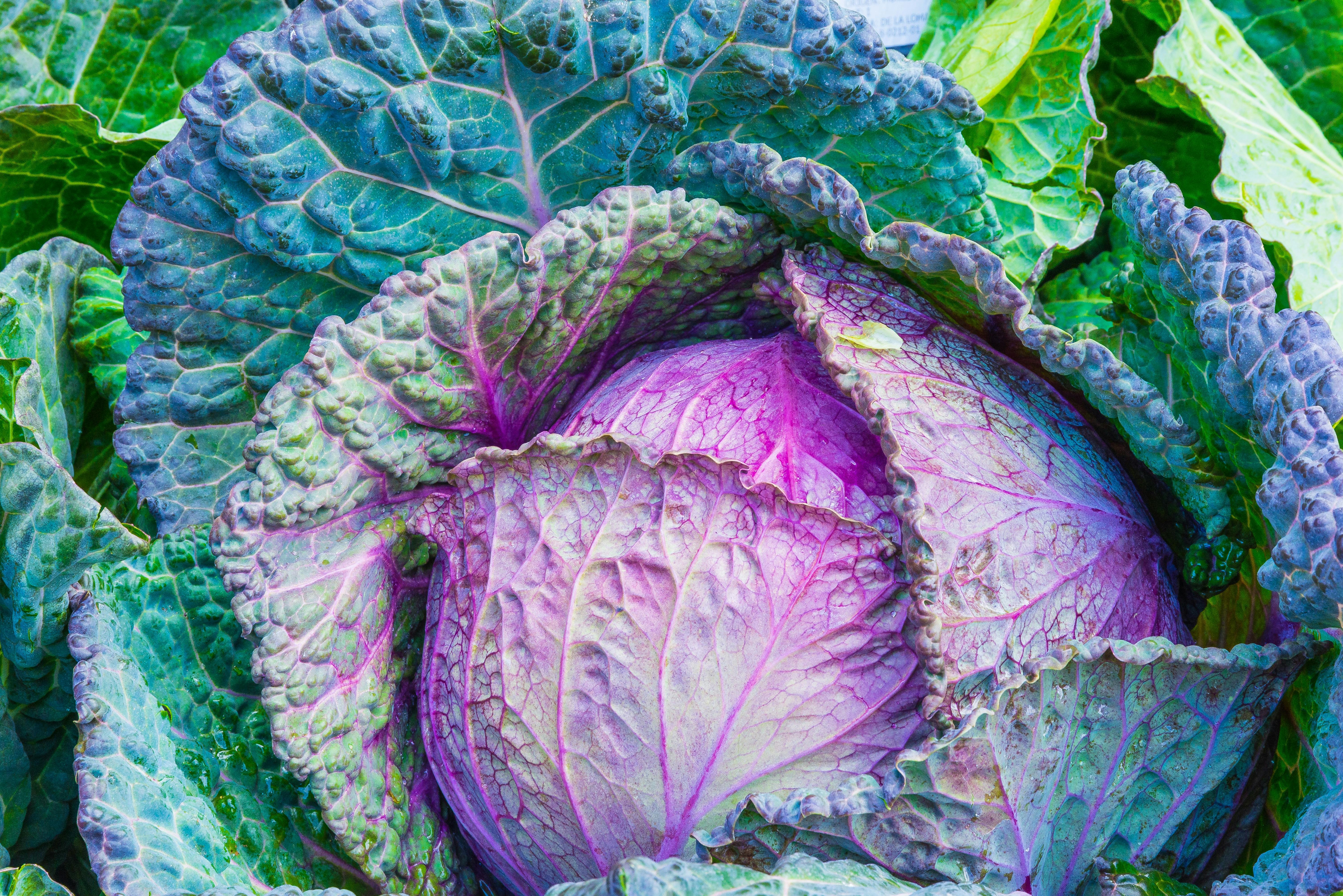 Growing Cabbage In The Cool Fall Season | Garden Season Guide