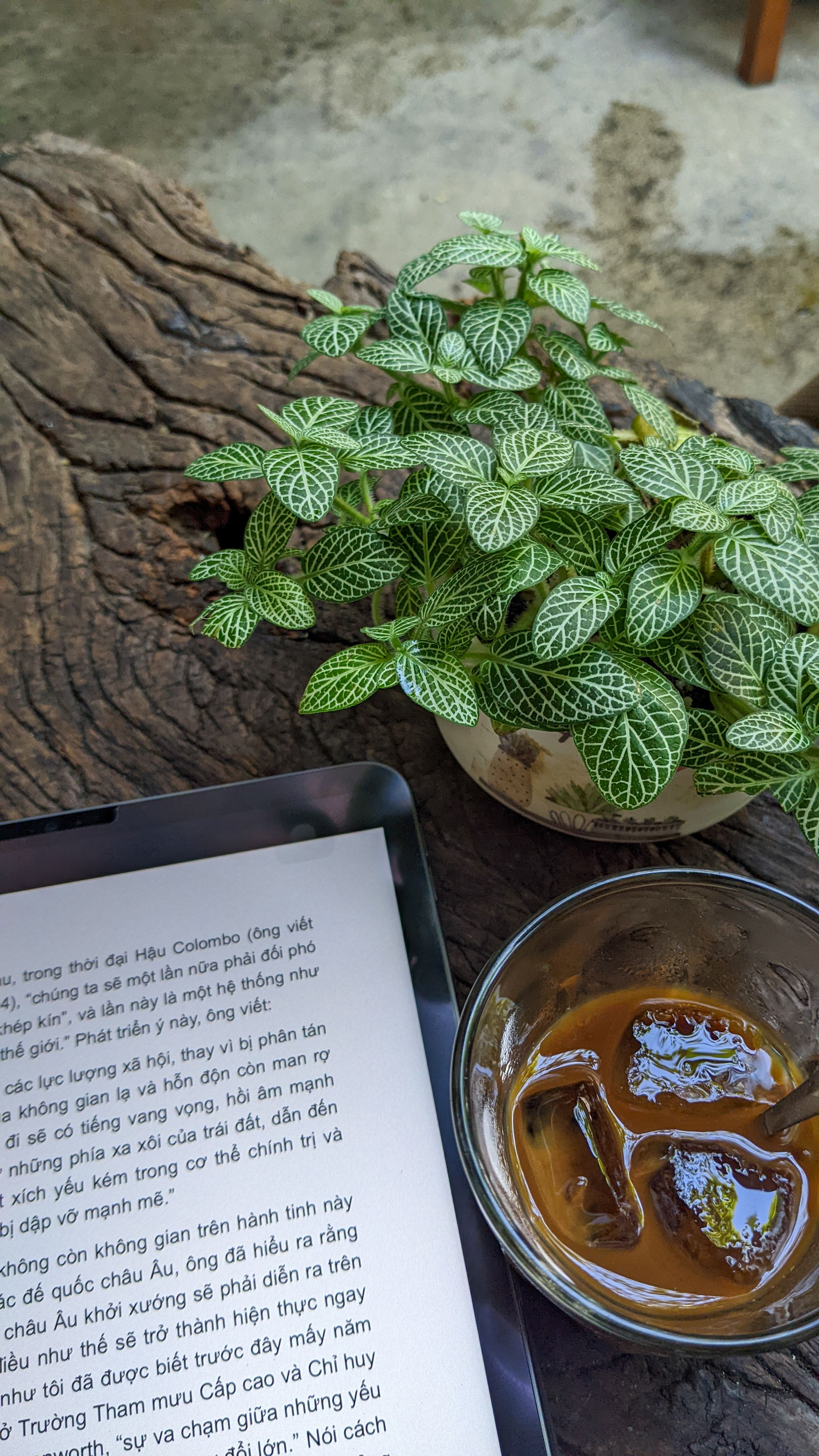 Serene Coffee Break with Plant and Reading · Free Stock Photo