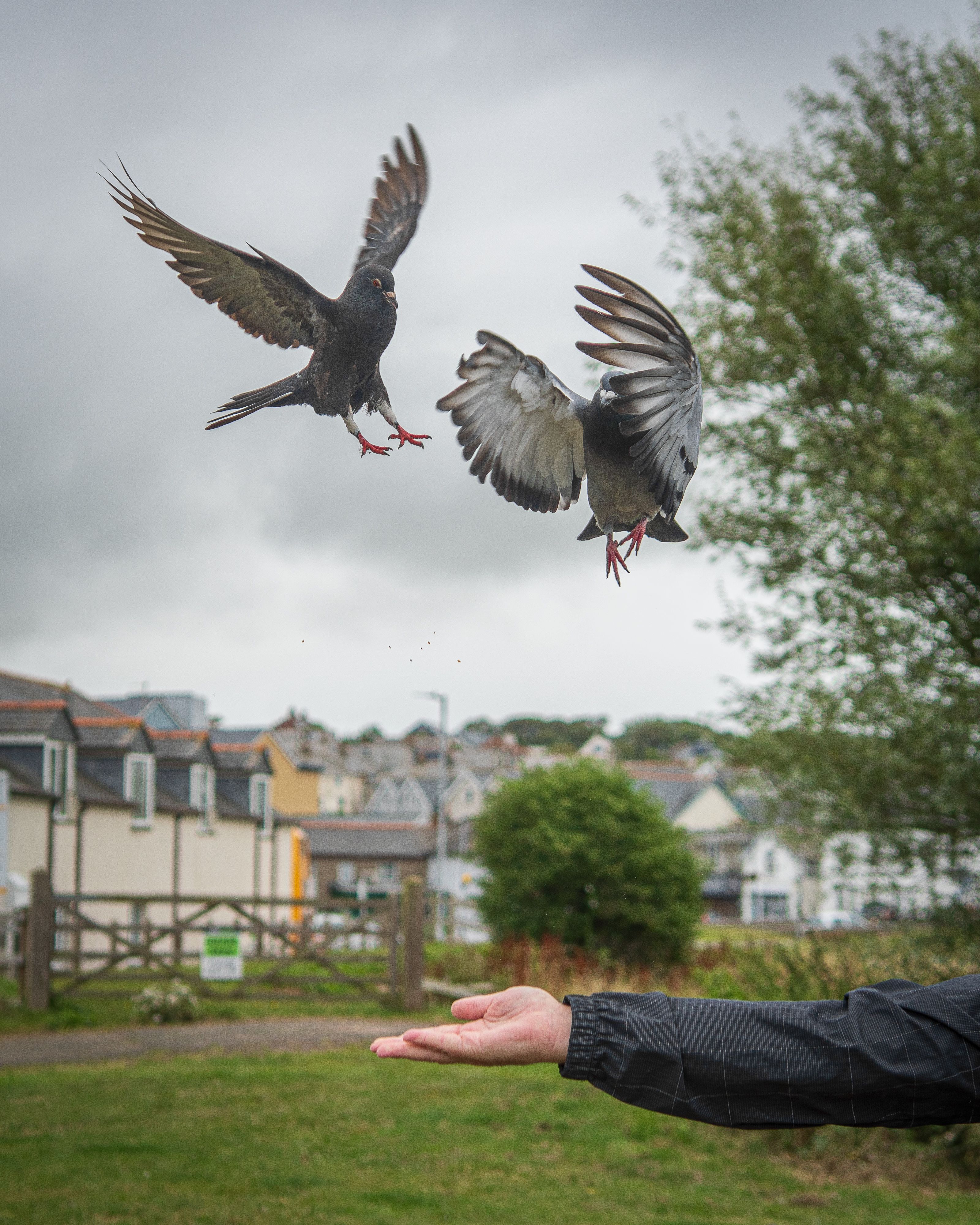 Pigeons in Flight Over Bude, England · Free Stock Photo