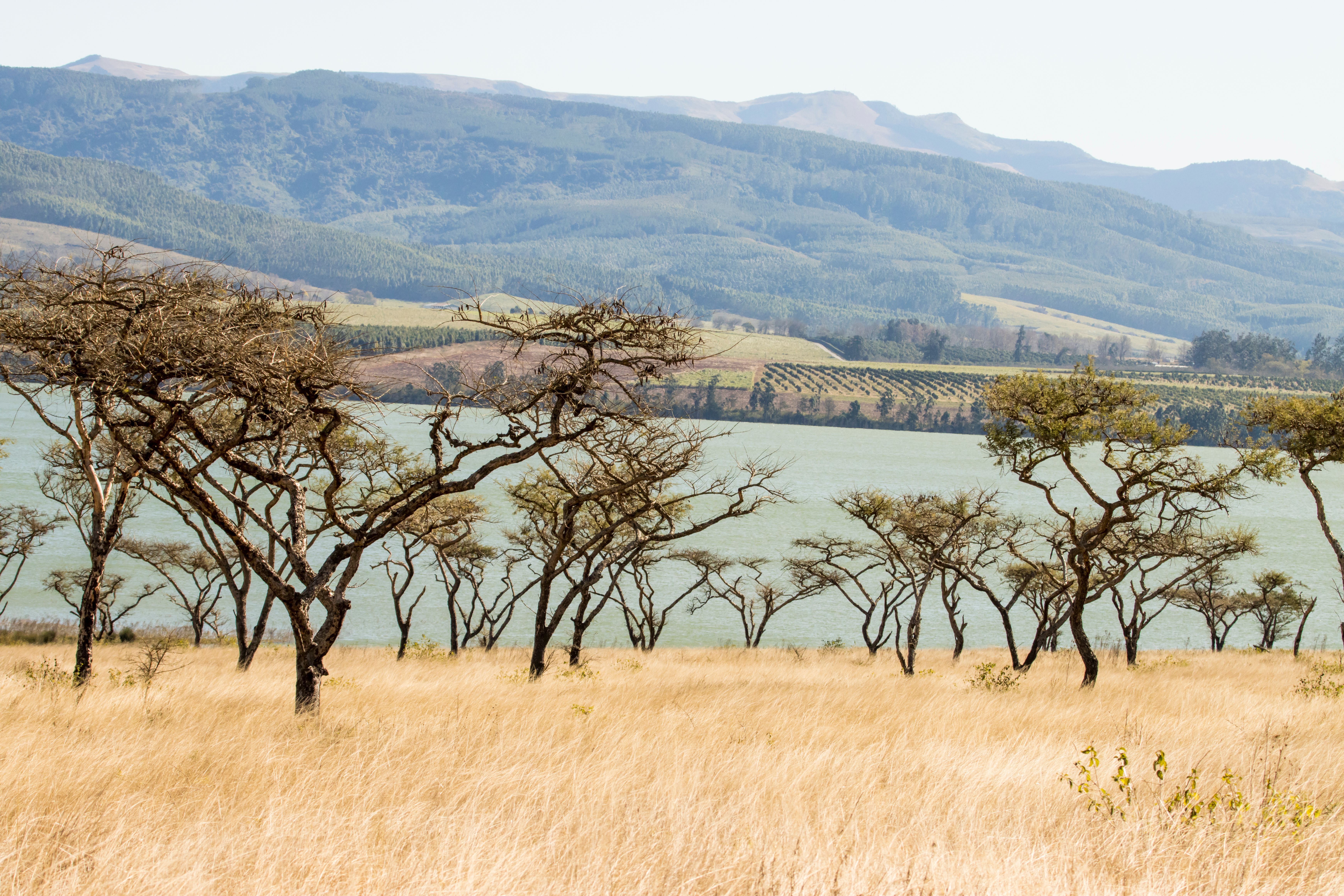 Scenic landscape with acacia trees and mountains · Free Stock Photo