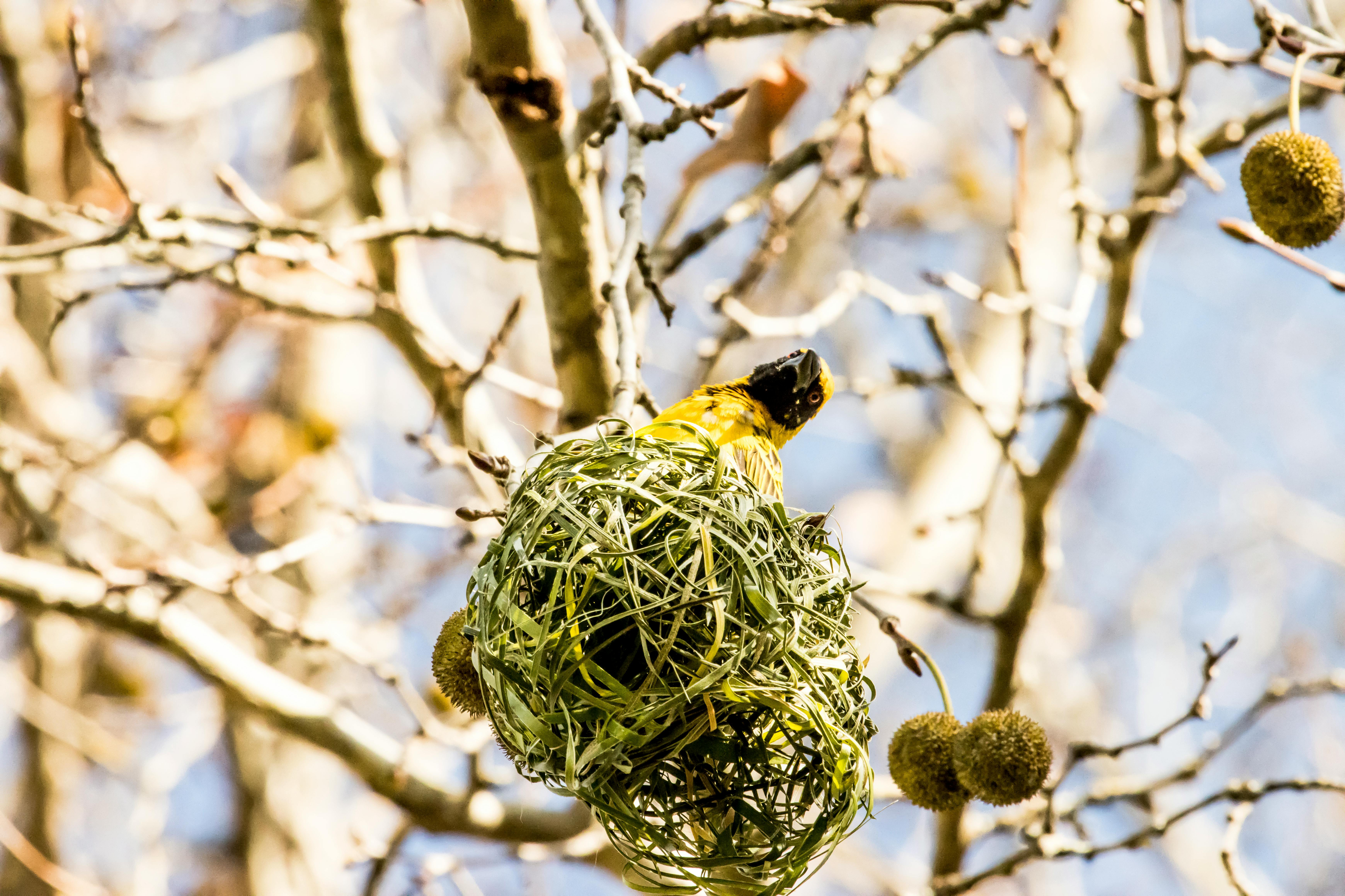 Unlocking Bird Nest Soup Health Benefits Naturally
