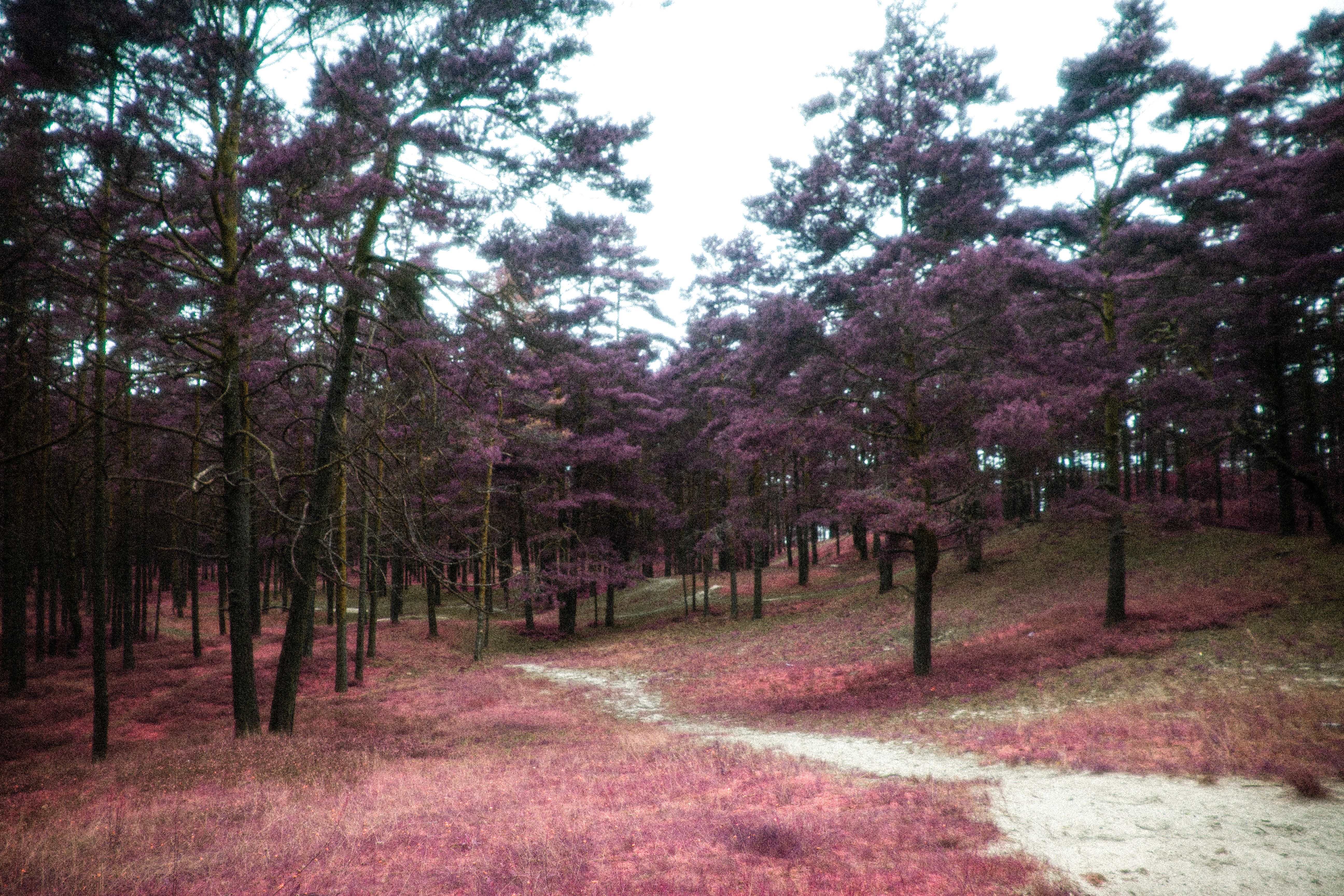 Surreal Infrared Forest with Magenta Trees · Free Stock Photo