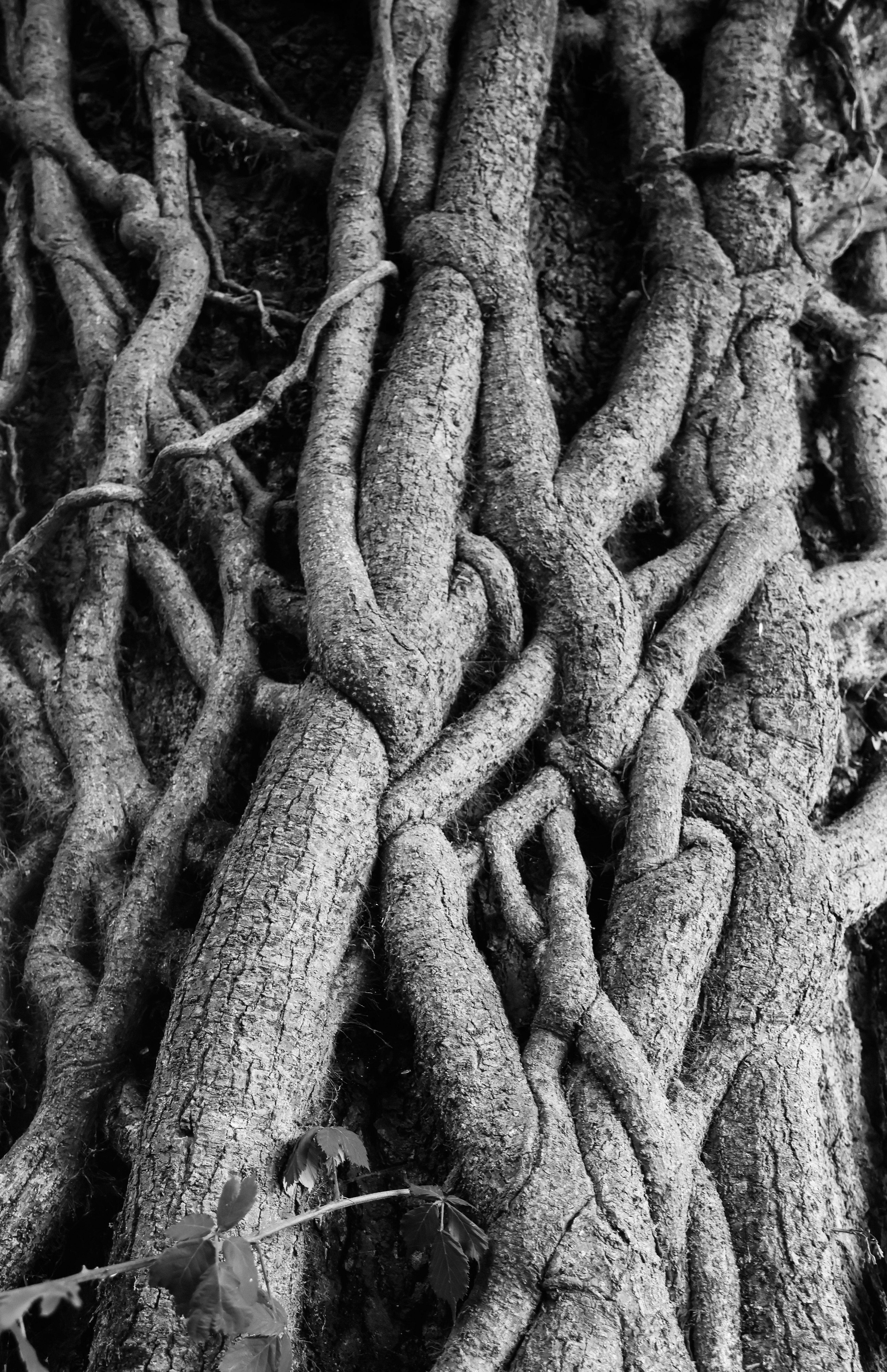 Intricate Tree Roots Intertwined in Forest · Free Stock Photo