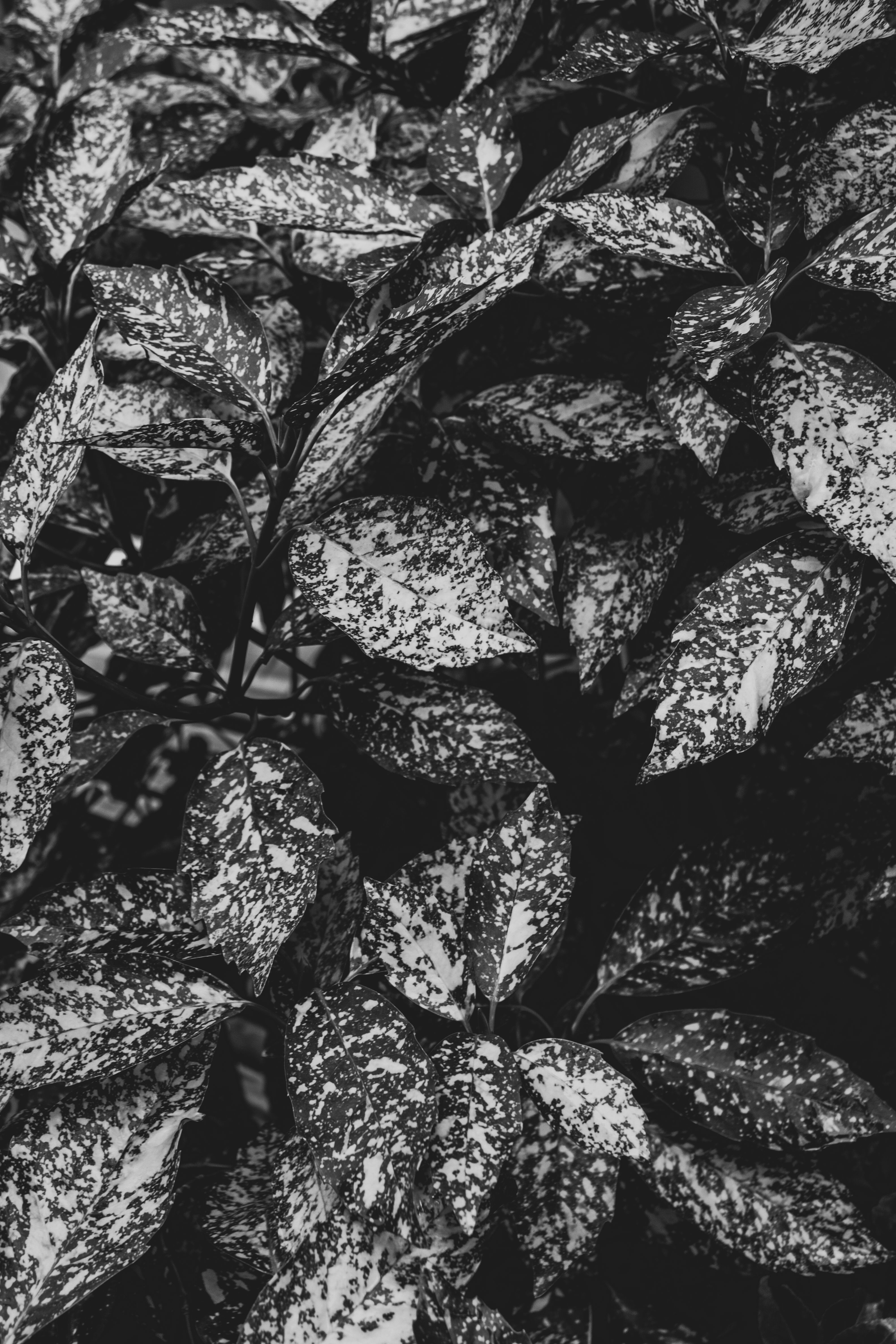 Monochrome Photo Of Leaves · Free Stock Photo