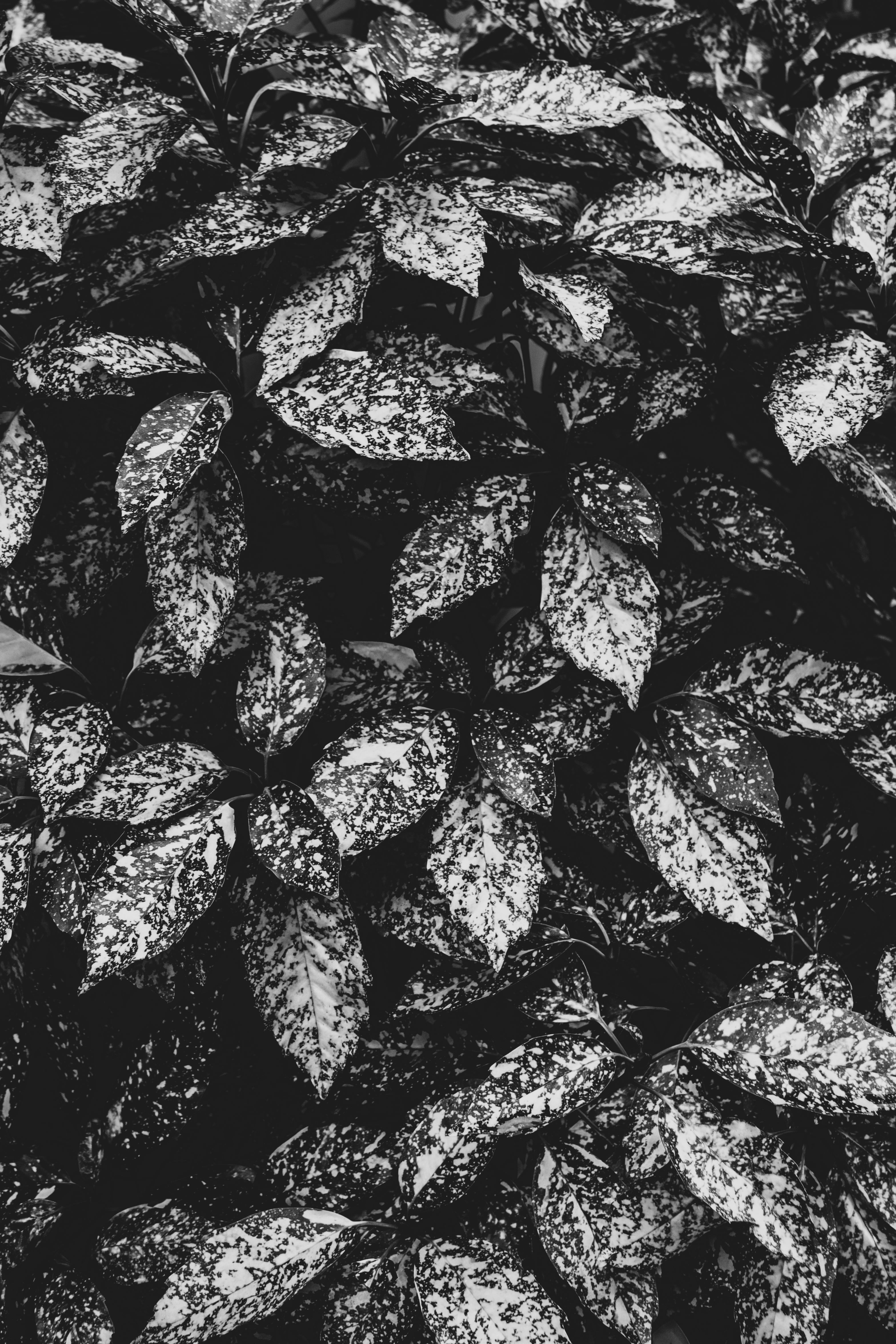 Monochrome Photo Of Leaves · Free Stock Photo