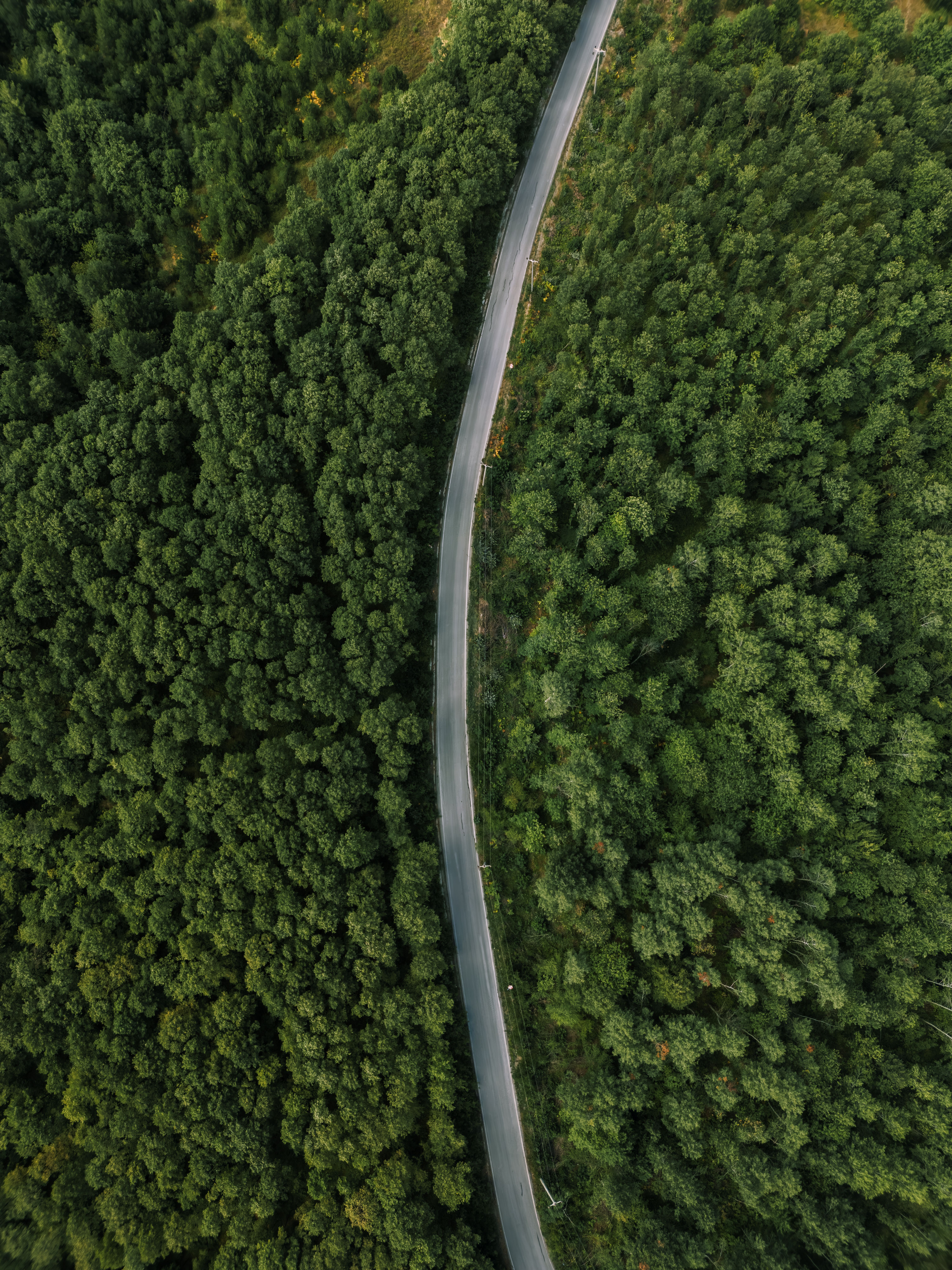 Bird's-eye View Photo of Road With Trees · Free Stock Photo