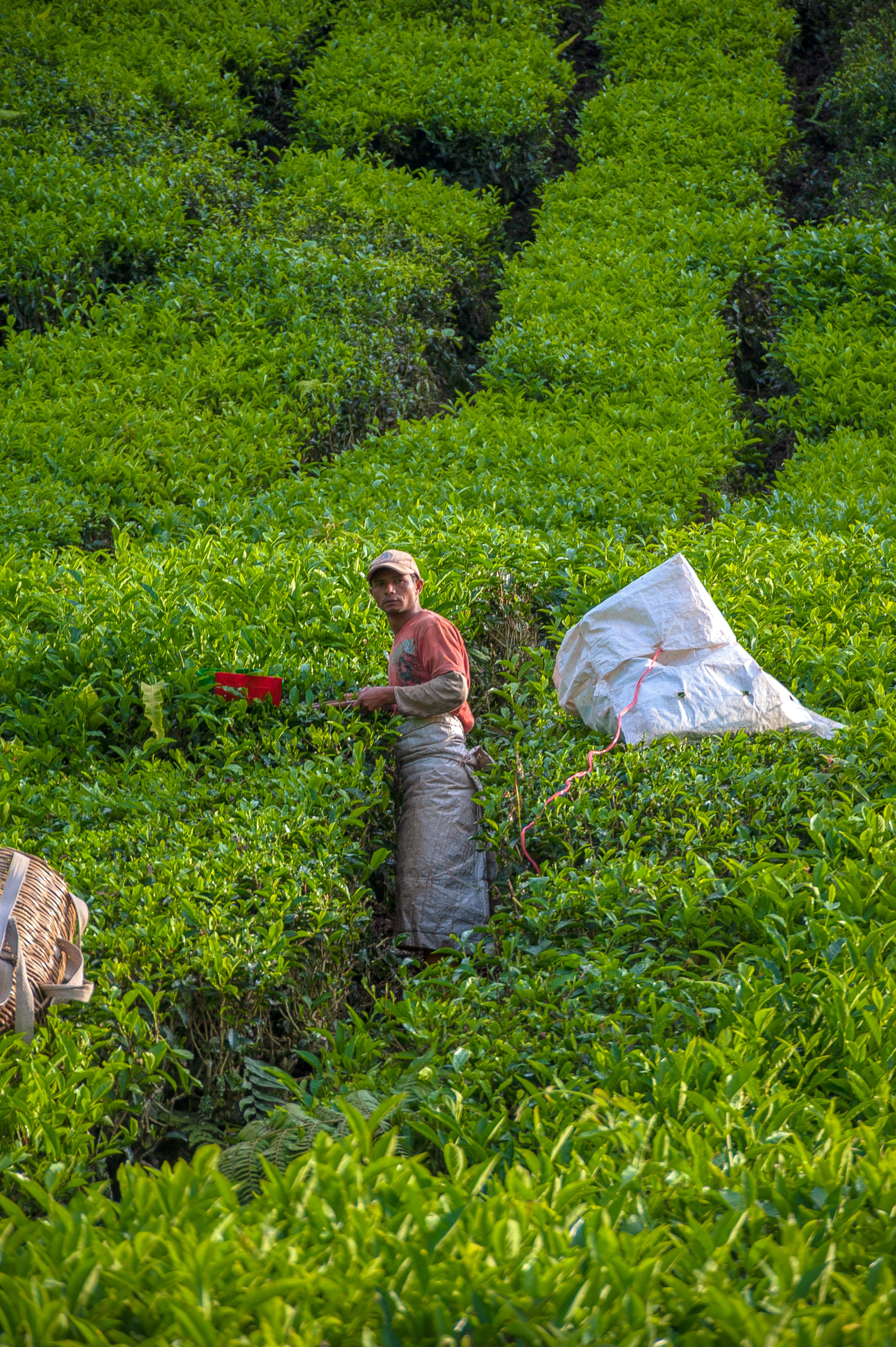 Tea Picker in Lush Green Plantations, Cameron Highlands · Free Stock Photo