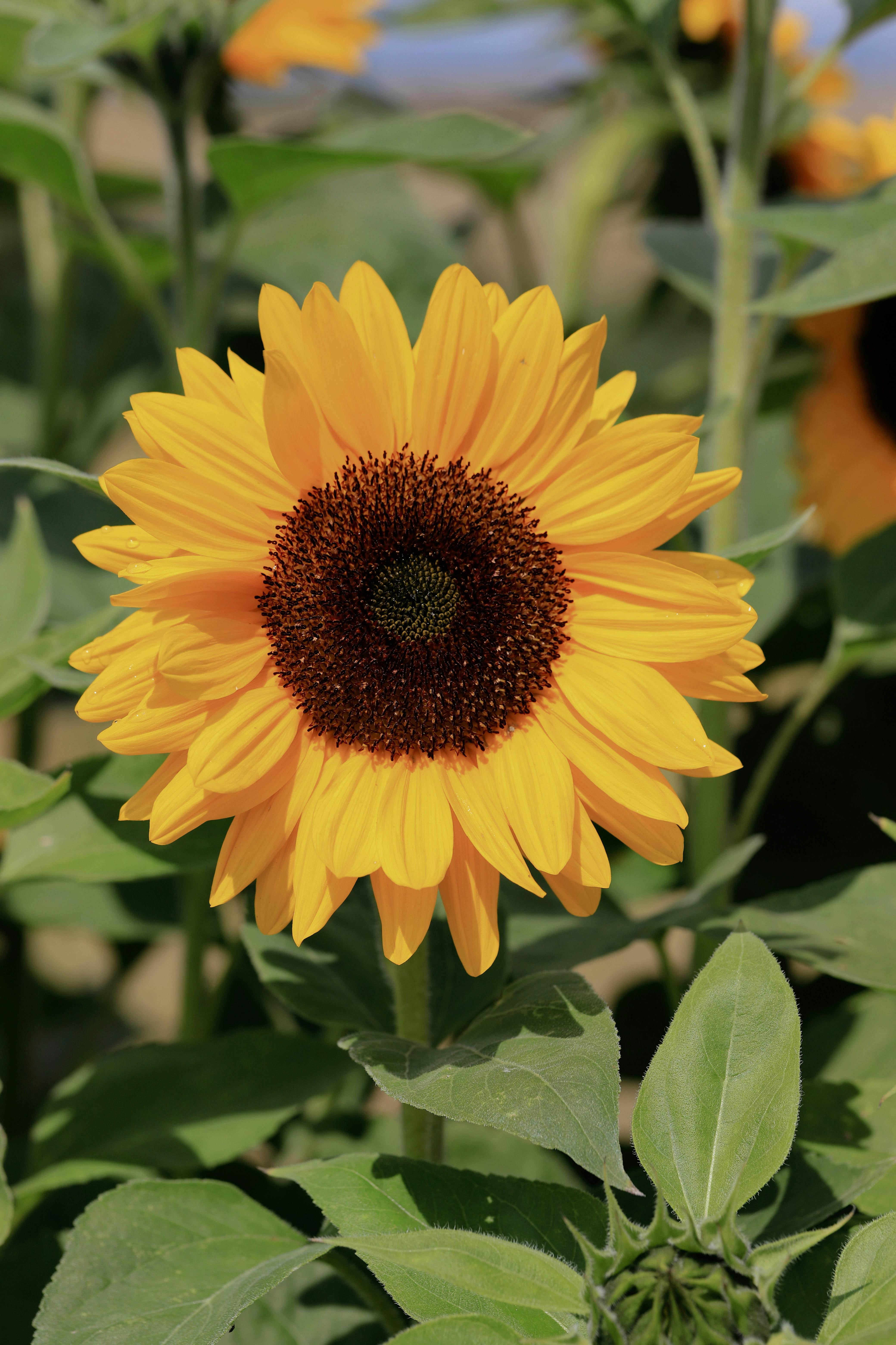 August Flowers Photos, Download The BEST Free August Flowers Stock ...