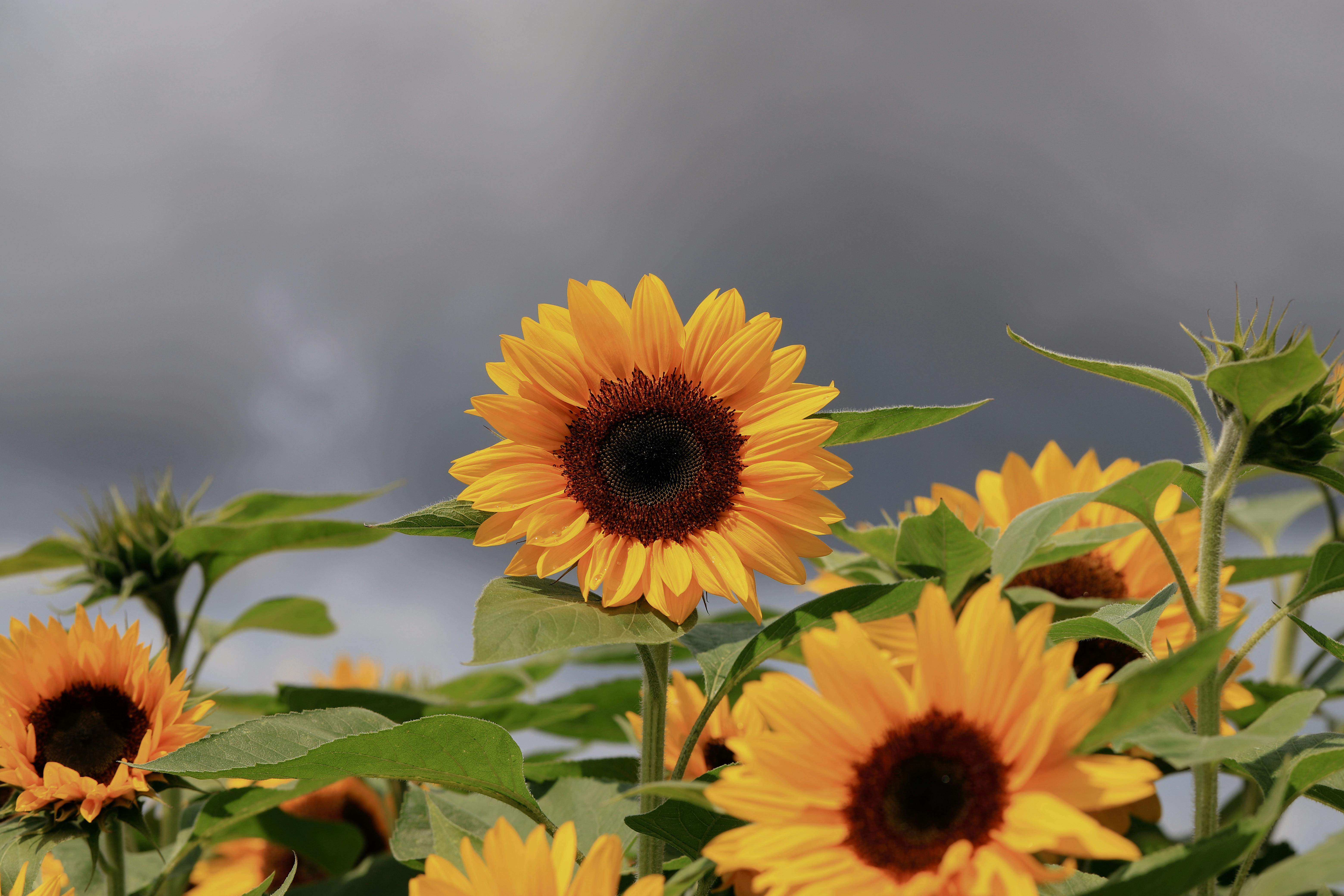 August Flowers Photos, Download The BEST Free August Flowers Stock ...