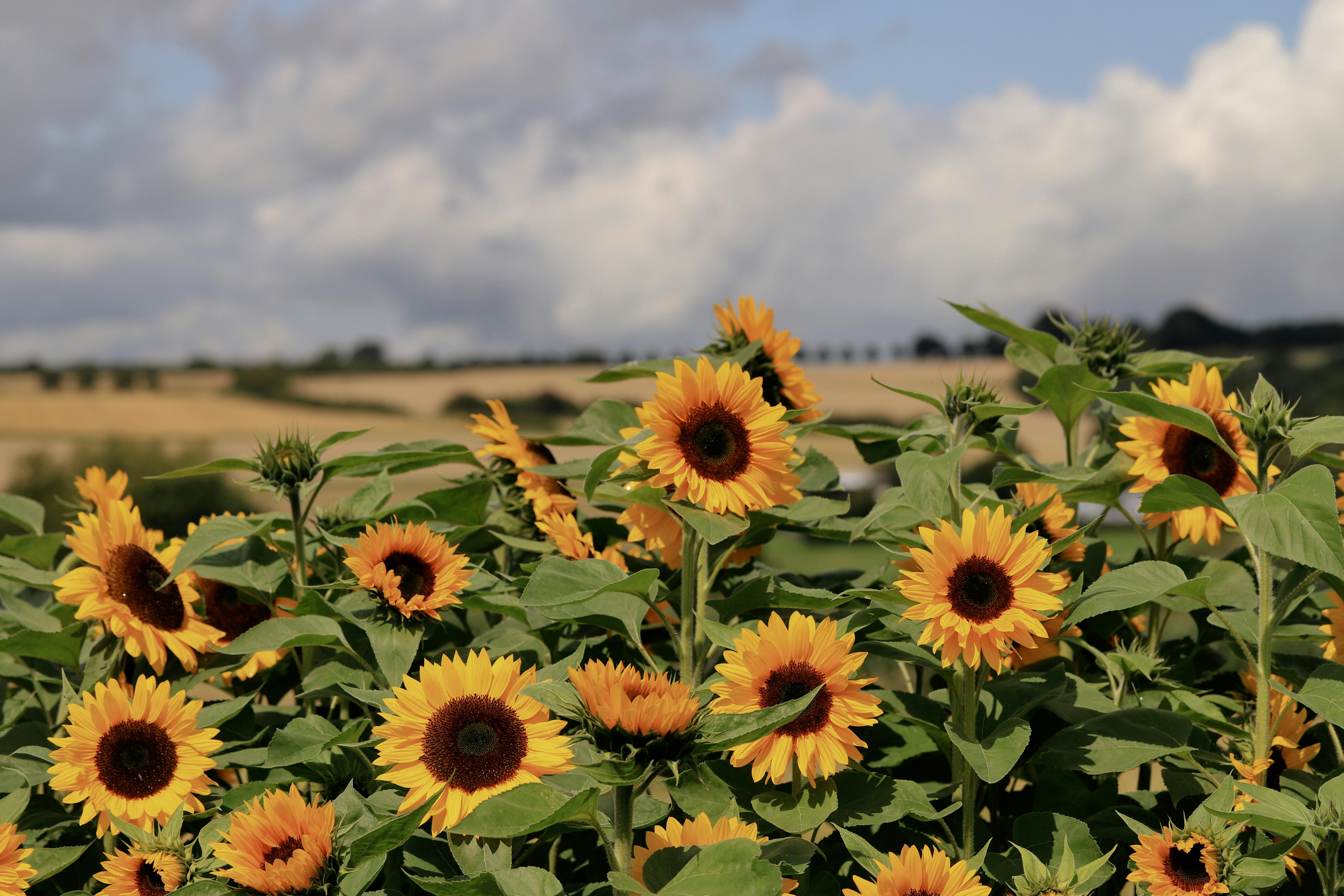 August Flowers Photos, Download The BEST Free August Flowers Stock ...