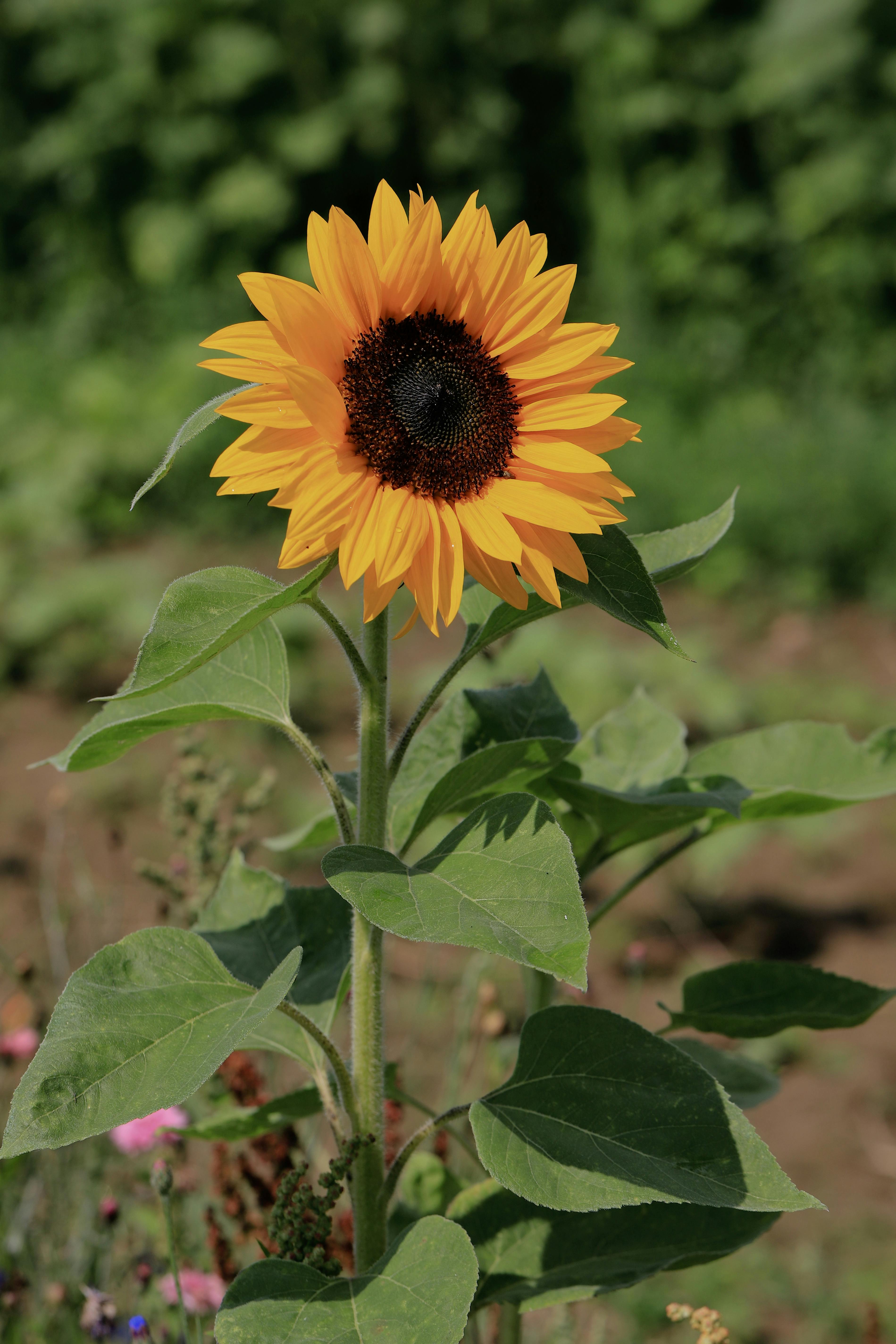 August Flowers Photos, Download The BEST Free August Flowers Stock ...