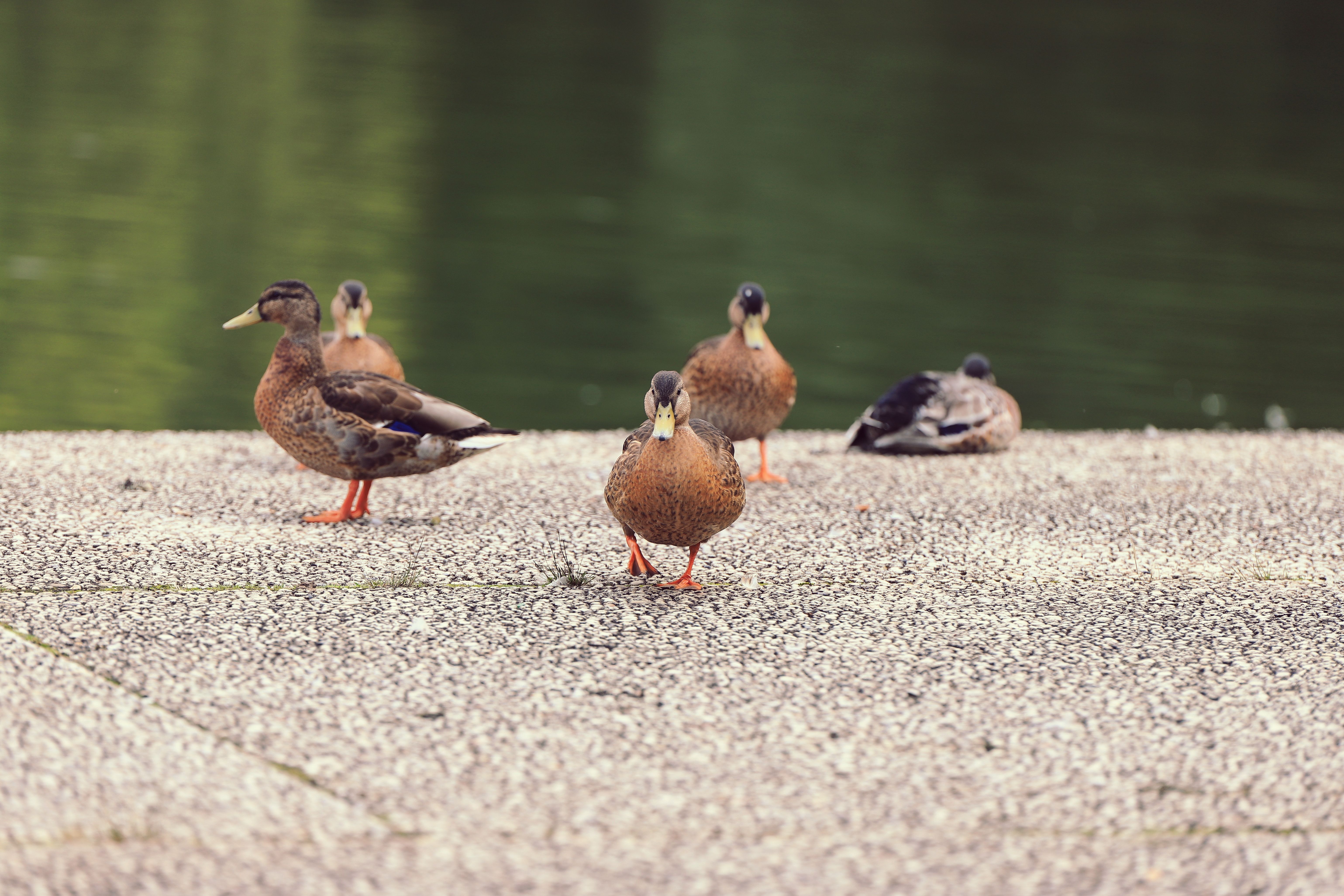 Group of Ducks Walking by a Tranquil Pond · Free Stock Photo