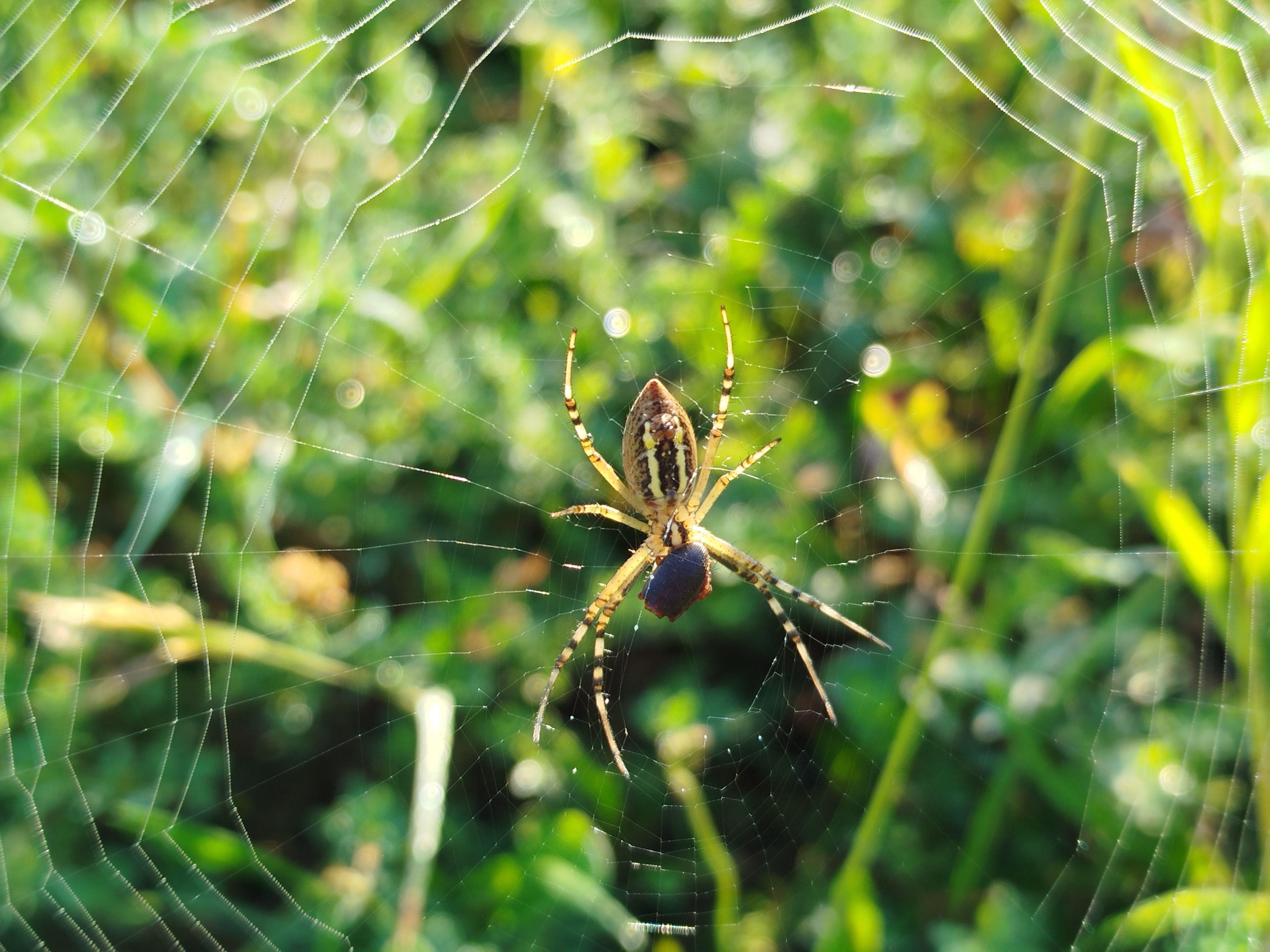 Close-up of a Spider on its Web in Natural Habitat · Free Stock Photo