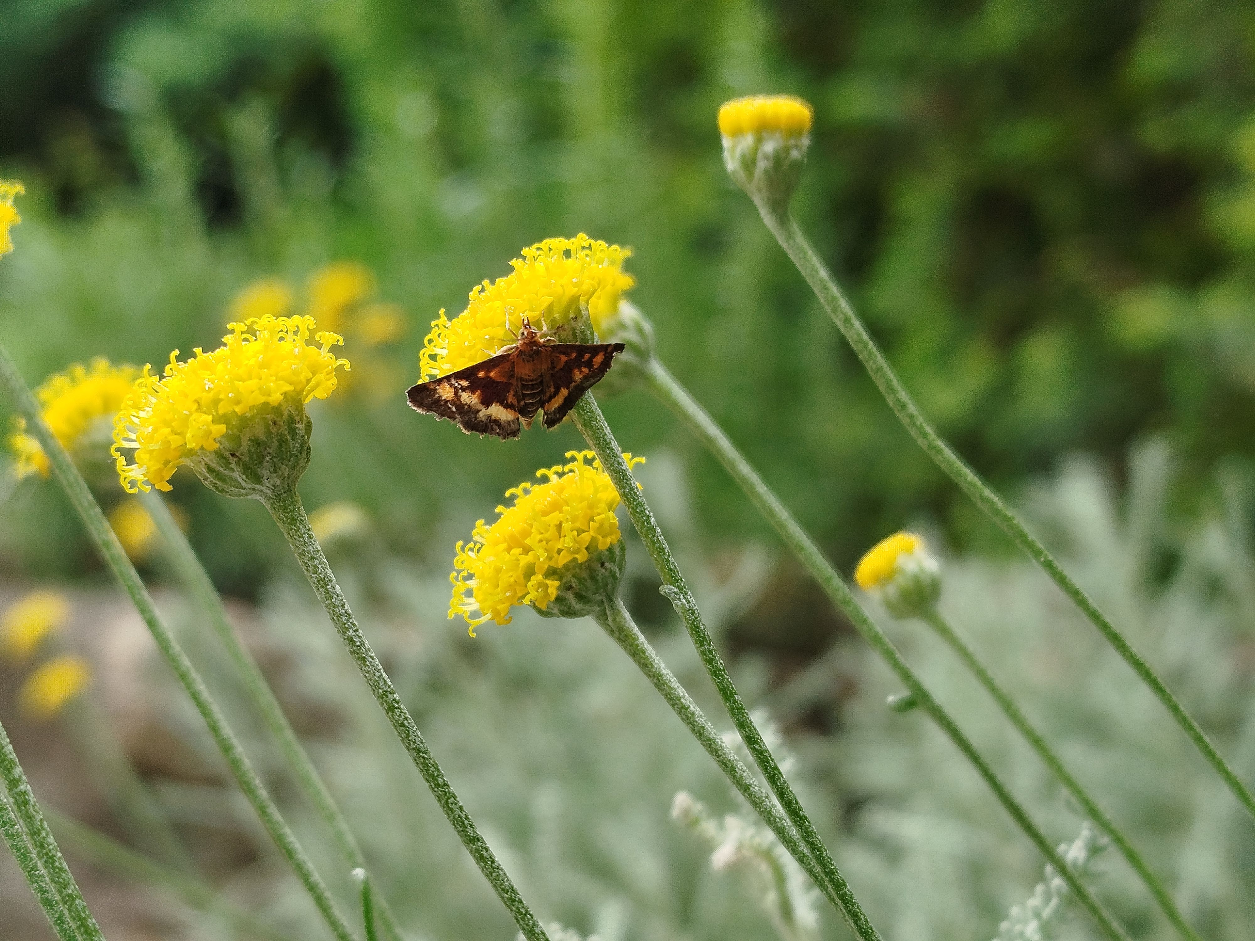 Butterfly+Nighty Photos, Download The BEST Free Butterfly+Nighty Stock ...