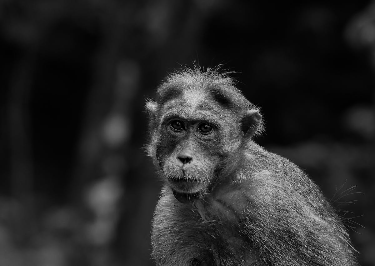 Wildlife Monkey Black And White Photos, Download The BEST Free Wildlife ...