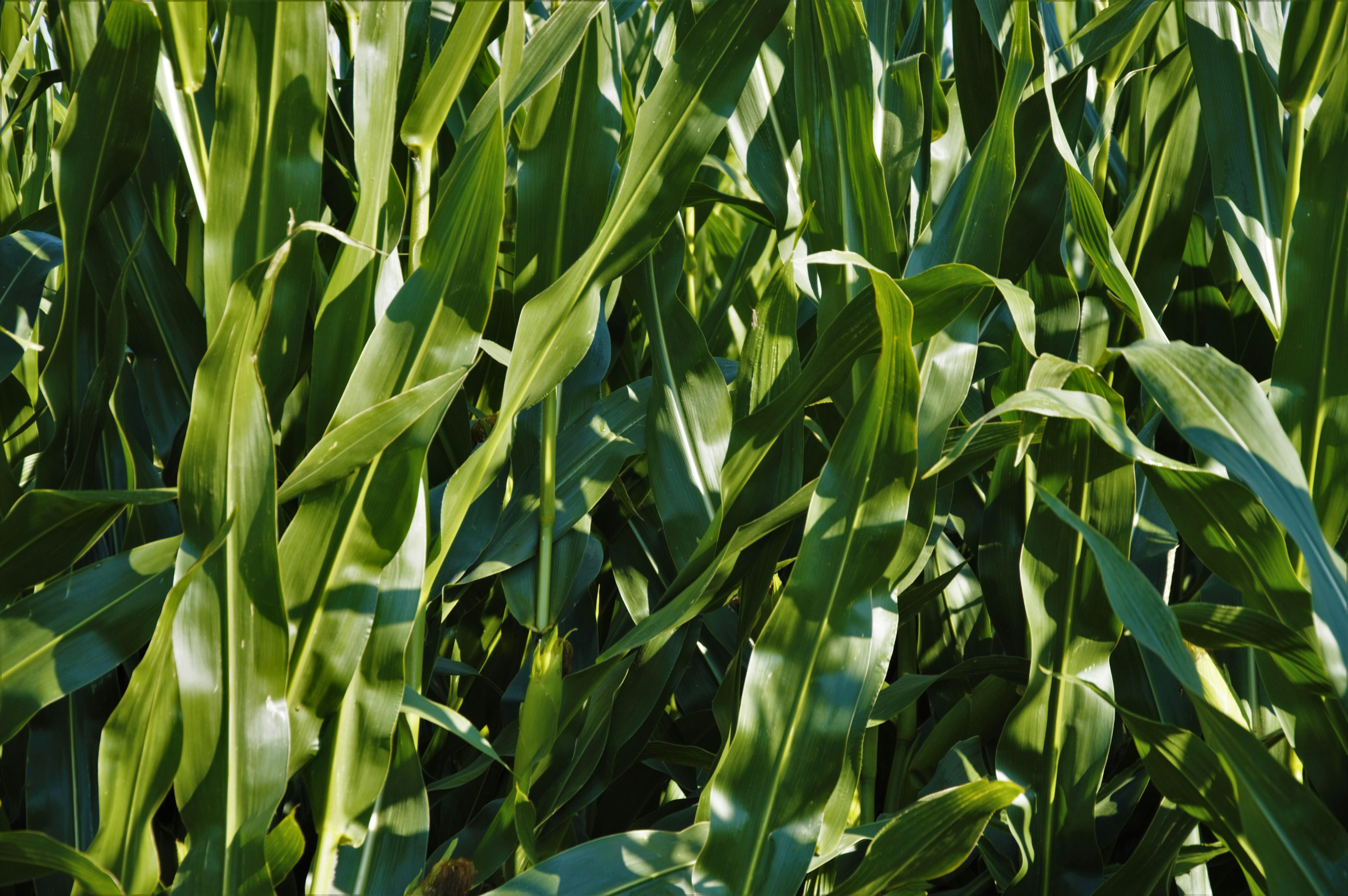 Corn Food Photos, Download The BEST Free Corn Food Stock Photos & HD Images