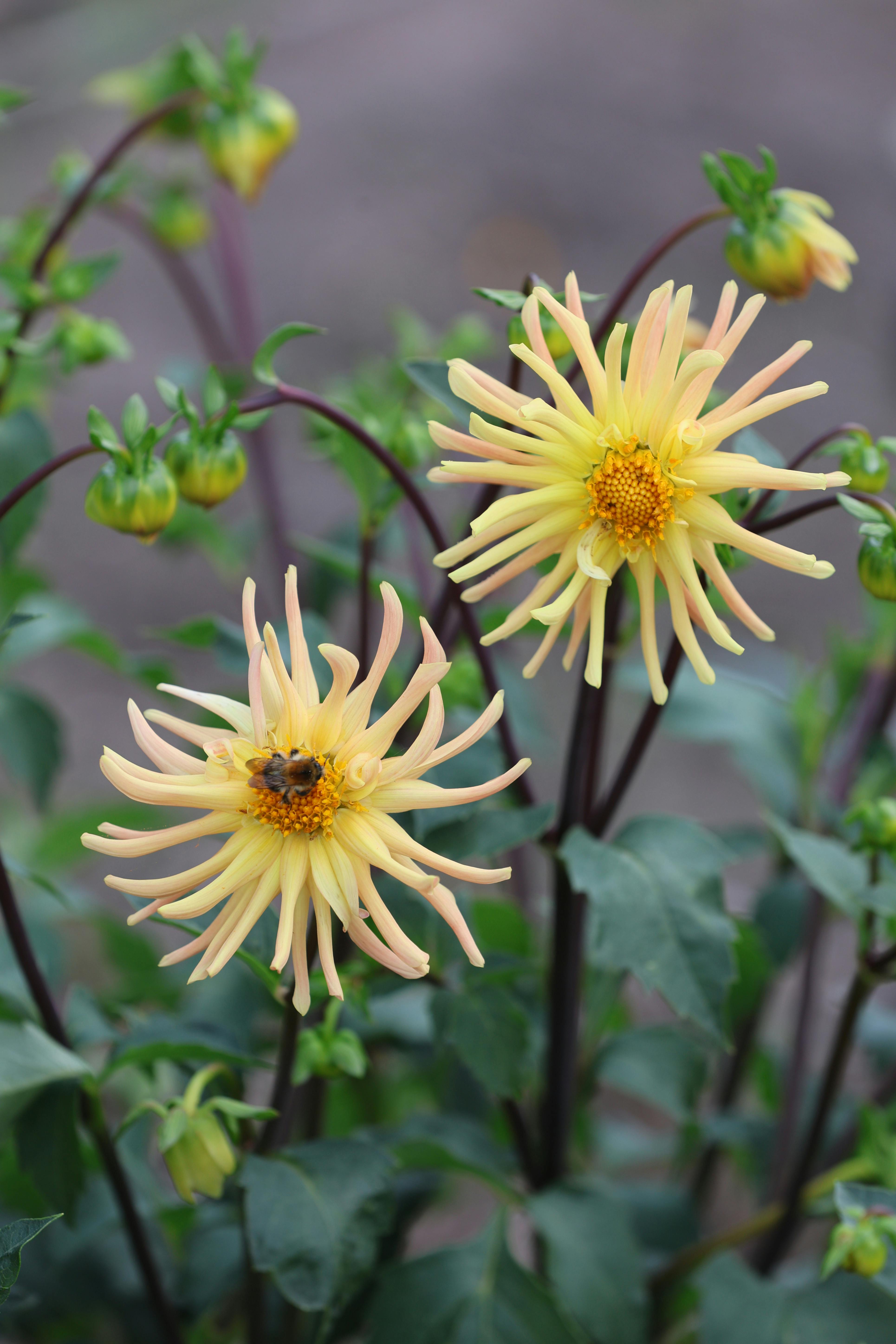 Bee Arrow Photos, Download The BEST Free Bee Arrow Stock Photos & HD Images