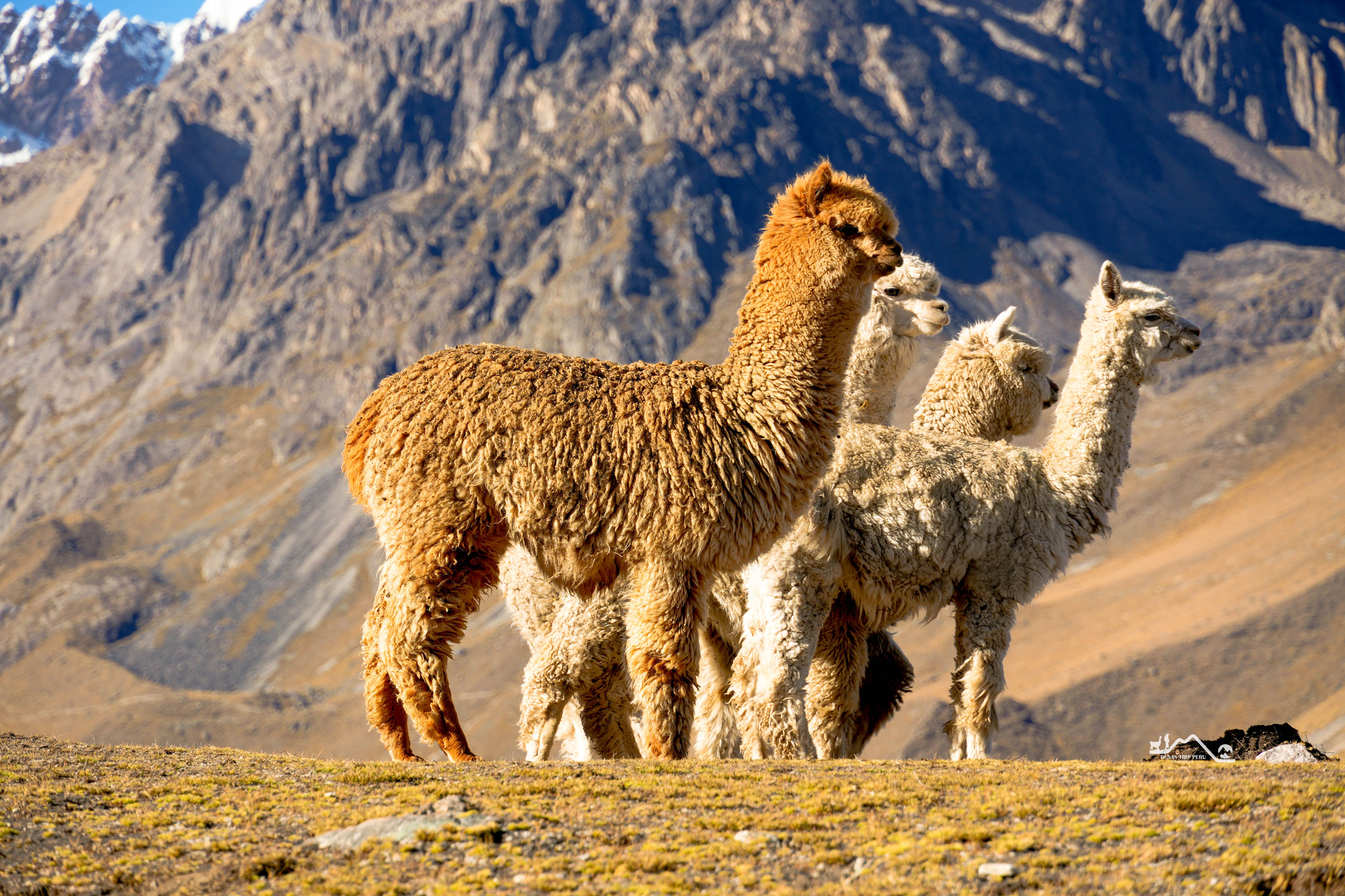 Many Llama Photos, Download The BEST Free Many Llama Stock Photos & HD ...