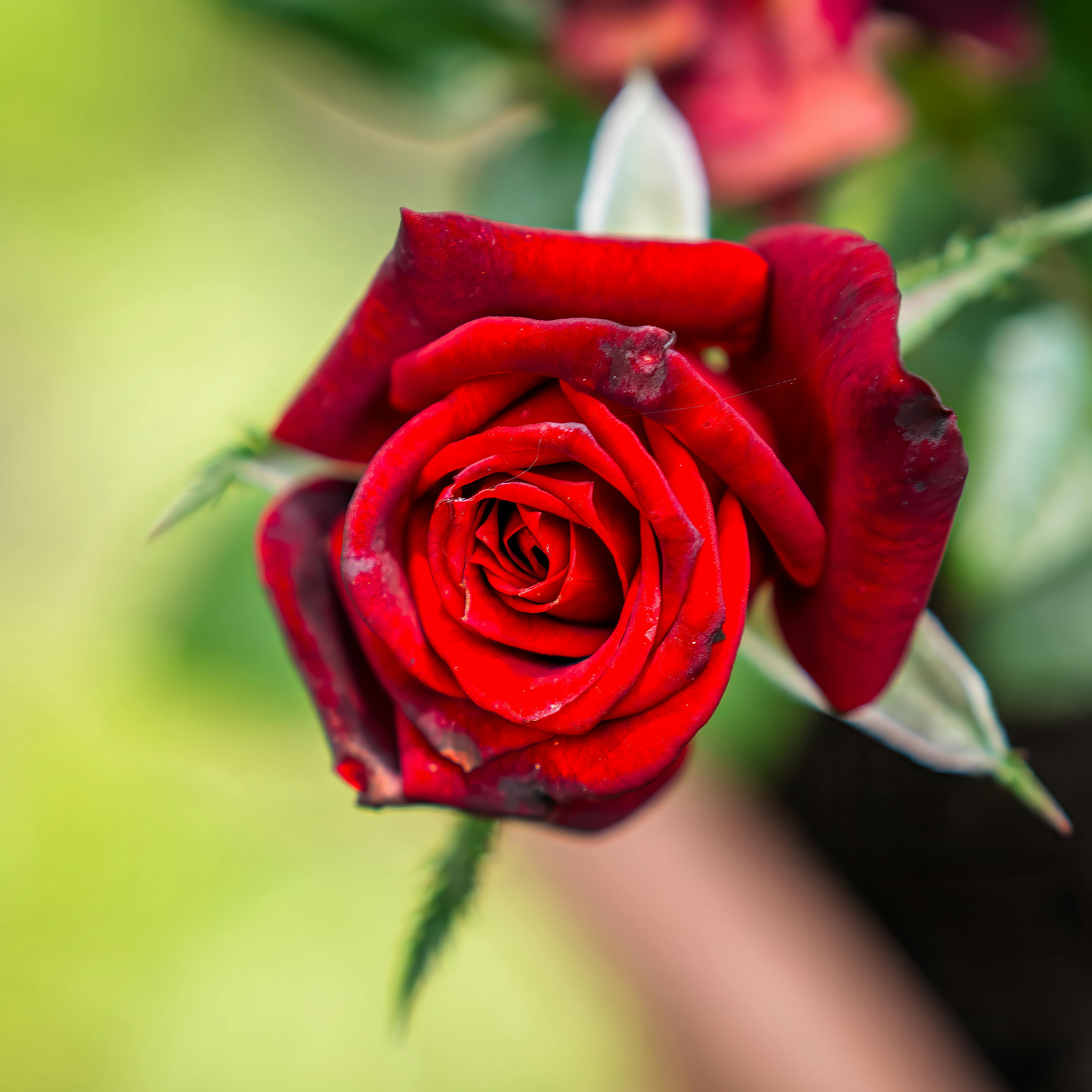 Nature Flower Red Roses Photos, Download The BEST Free Nature Flower ...