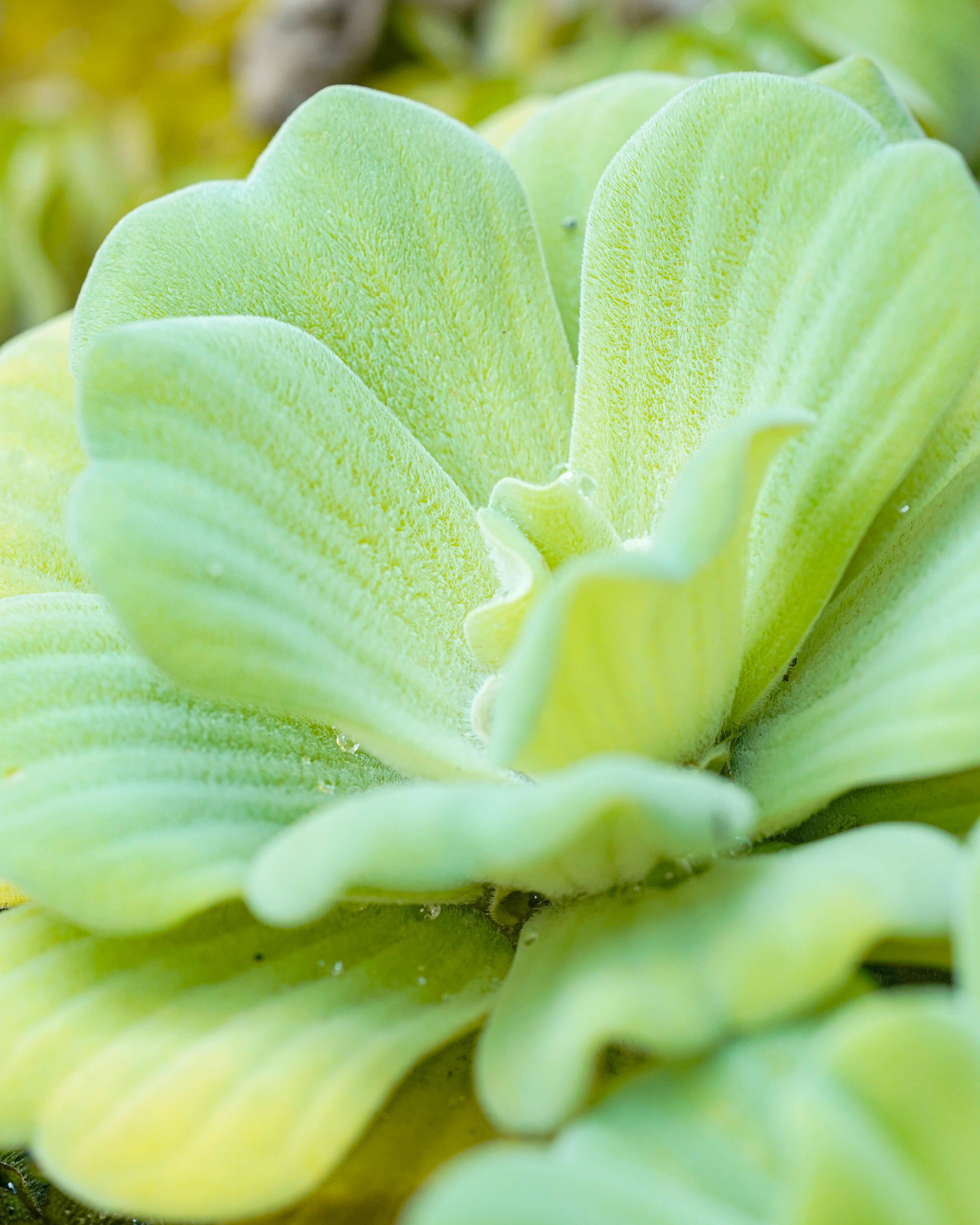 Lush Water Plants in Natural Setting · Free Stock Photo