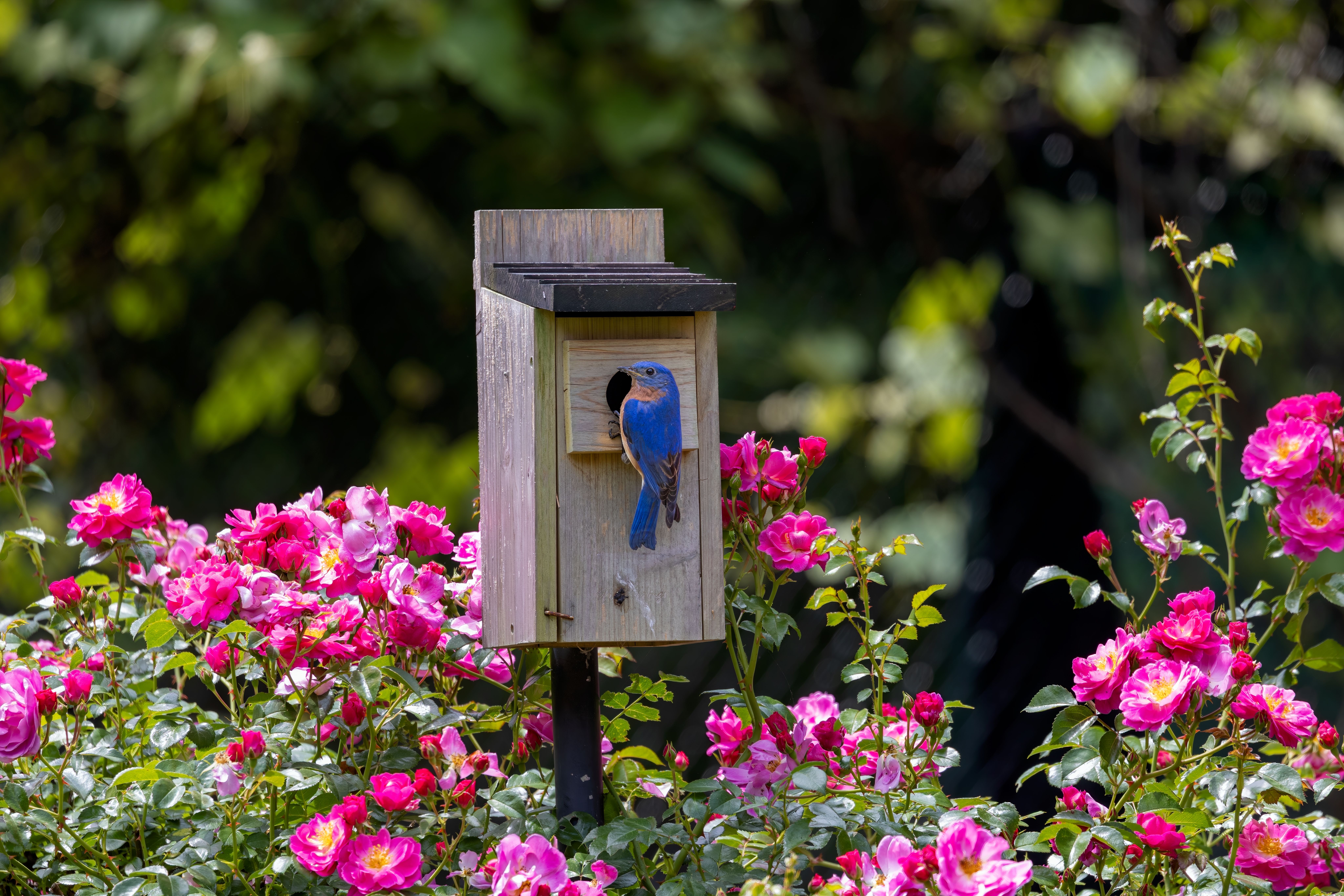 Charming Bluebird on Birdhouse Amidst Blooming Roses · Free Stock Photo