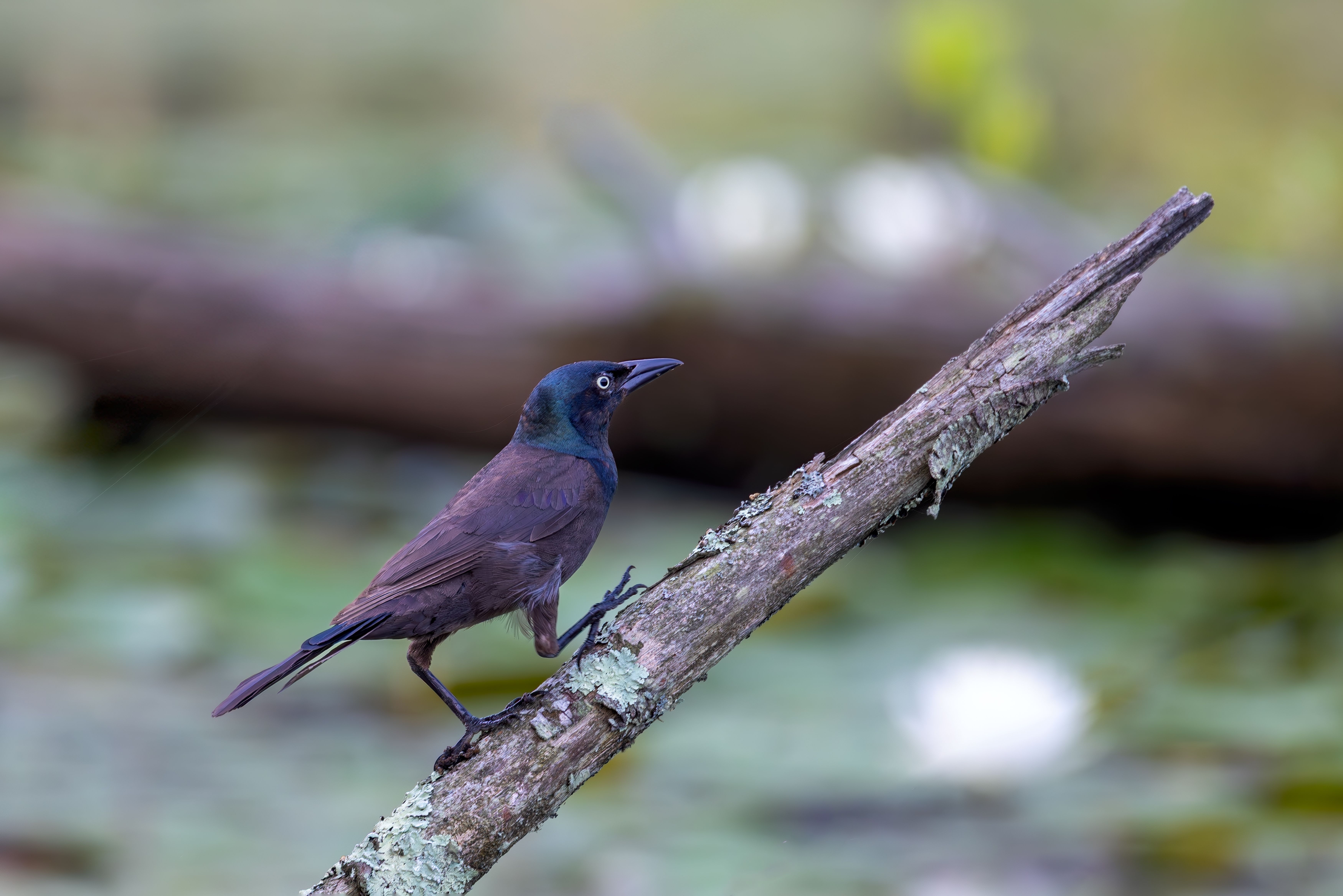 Common Grackle on a Branch in Sudbury Wetlands · Free Stock Photo