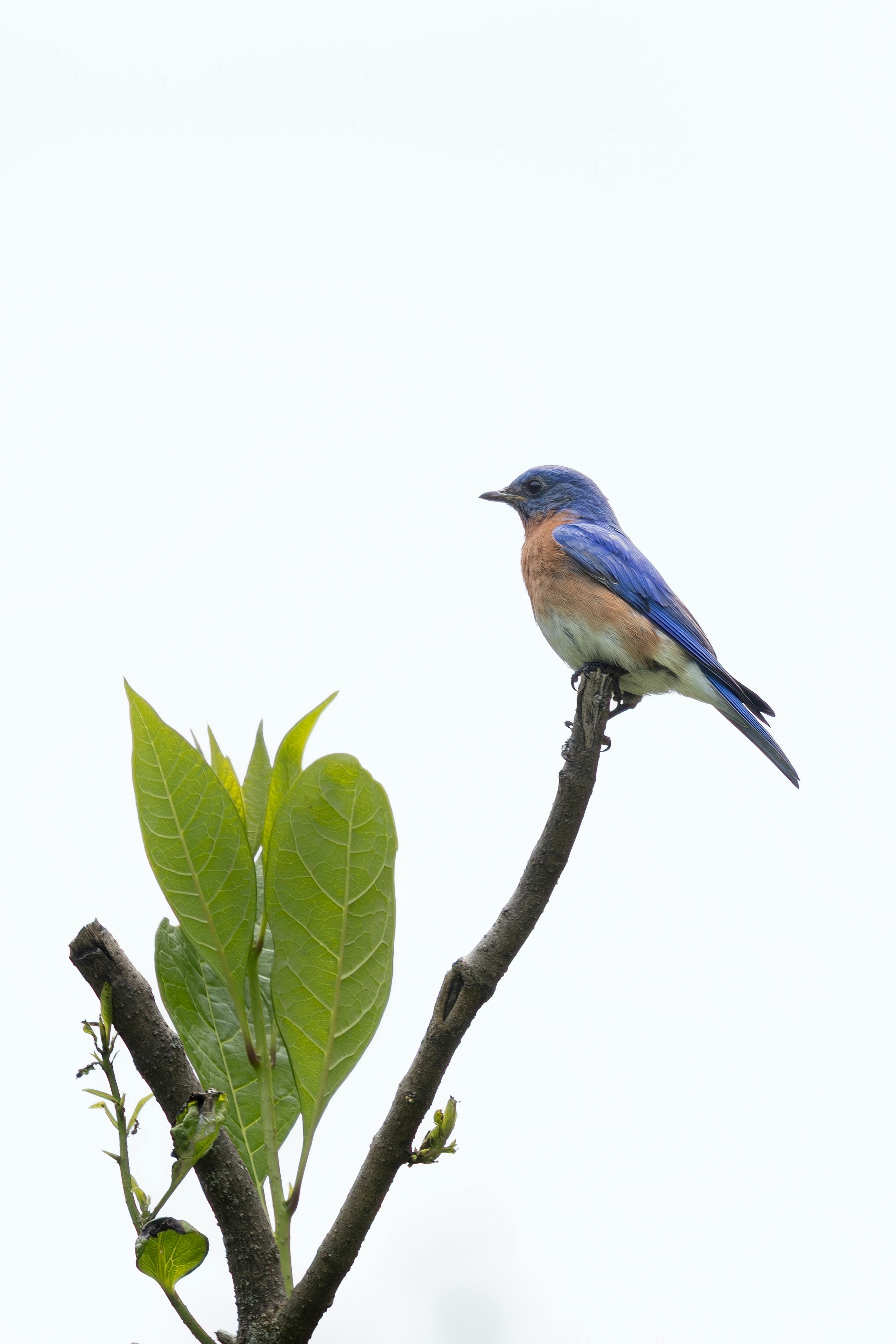 Eastern Bluebird Perched on Branch in Massachusetts · Free Stock Photo