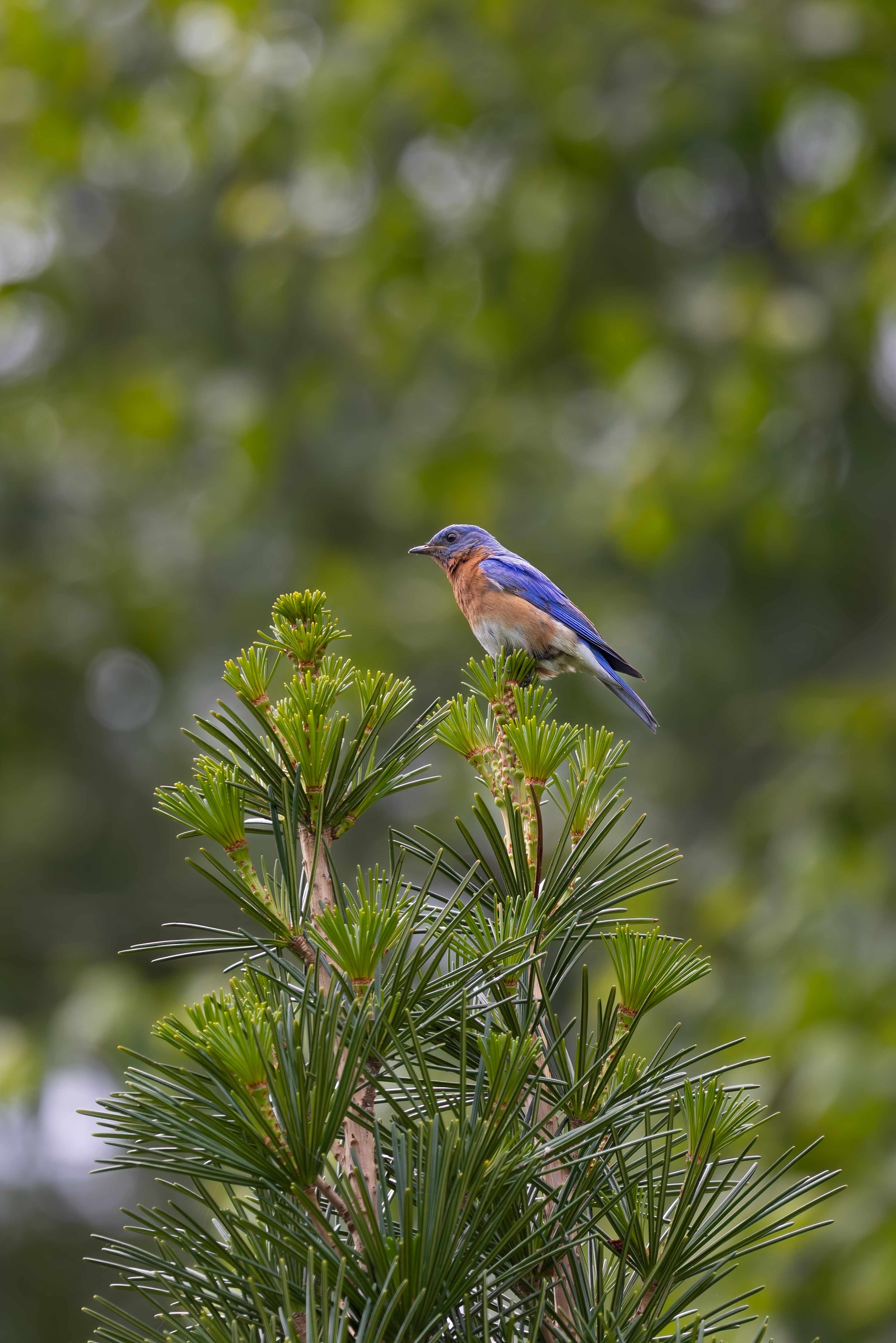 Eastern Bluebird Perched on Pine Tree Branch · Free Stock Photo