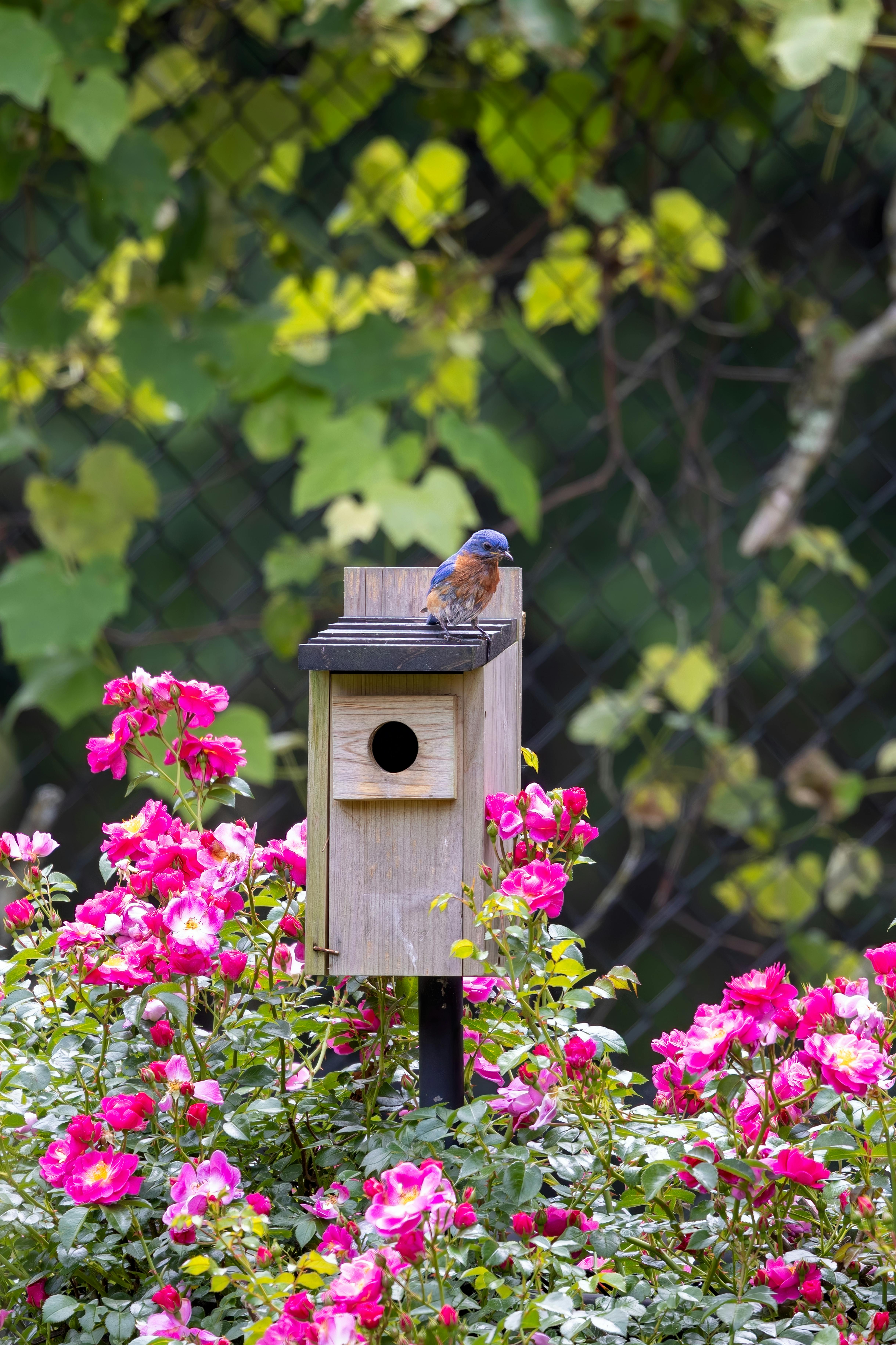 Eastern Bluebird on Birdhouse Amidst Blooming Roses · Free Stock Photo