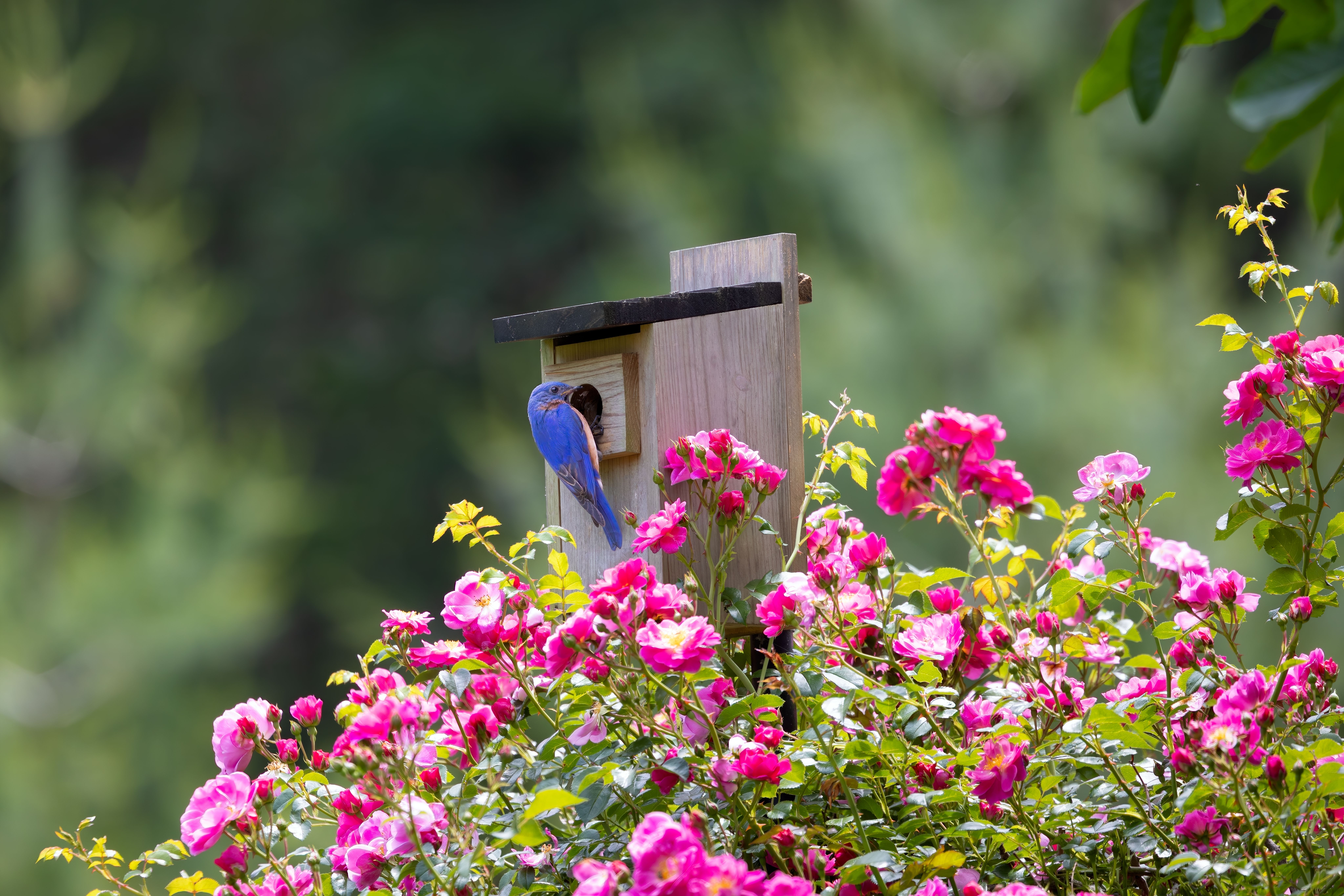 Vibrant Bluebird at Nest Box Surrounded by Roses · Free Stock Photo
