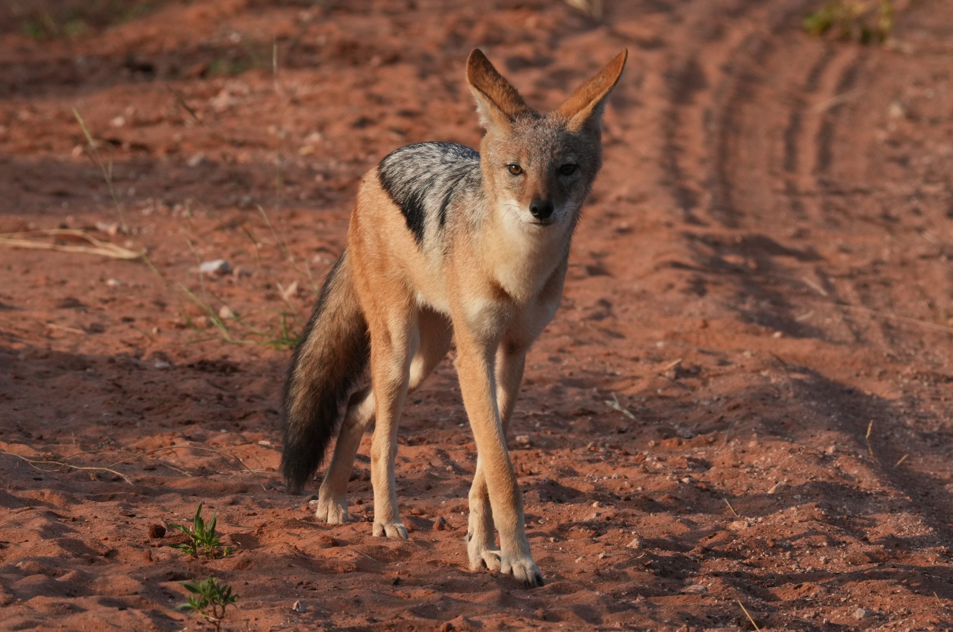 Photo of a Jackal · Free Stock Photo