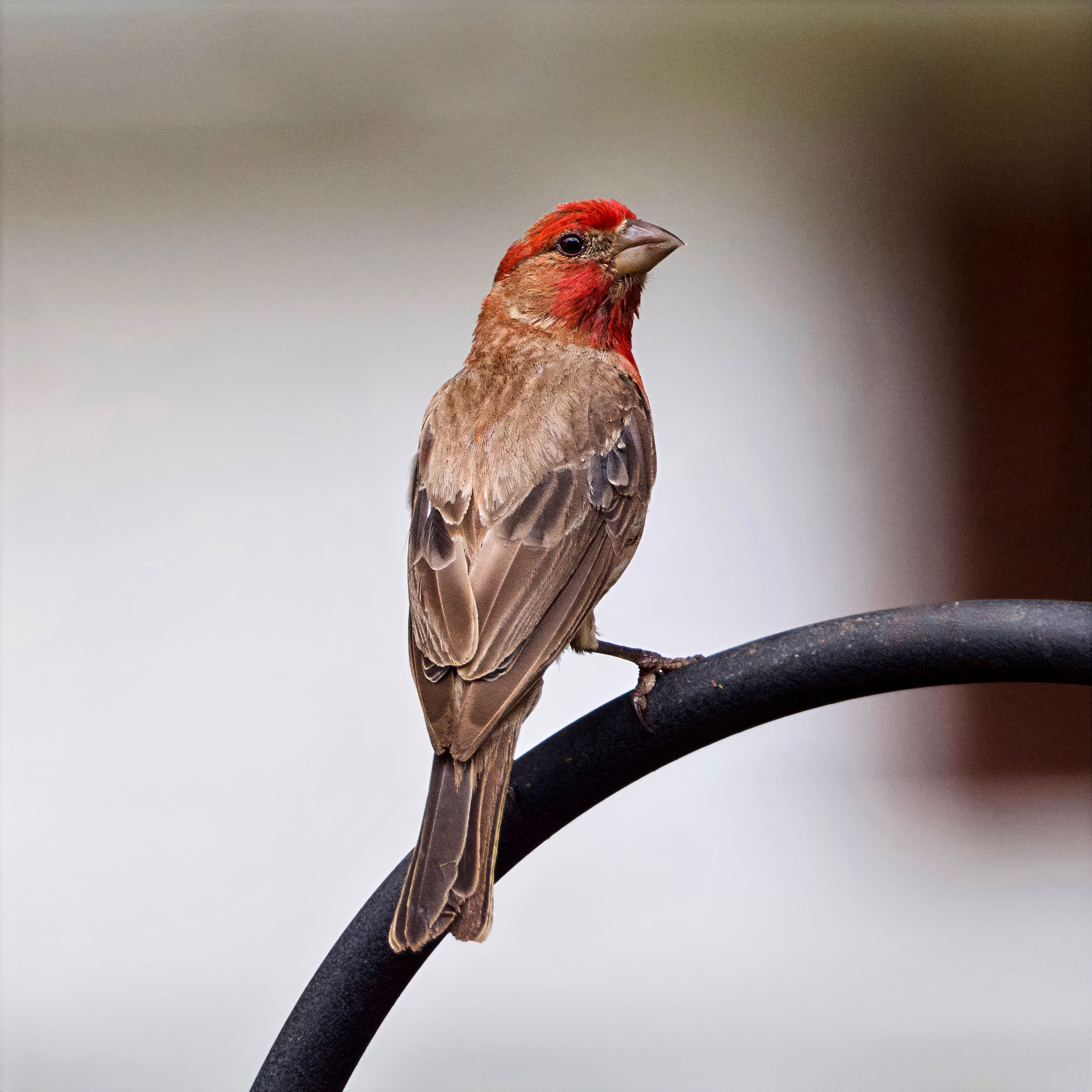 Male House Finch Perched on Metal Bar in Alabama · Free Stock Photo