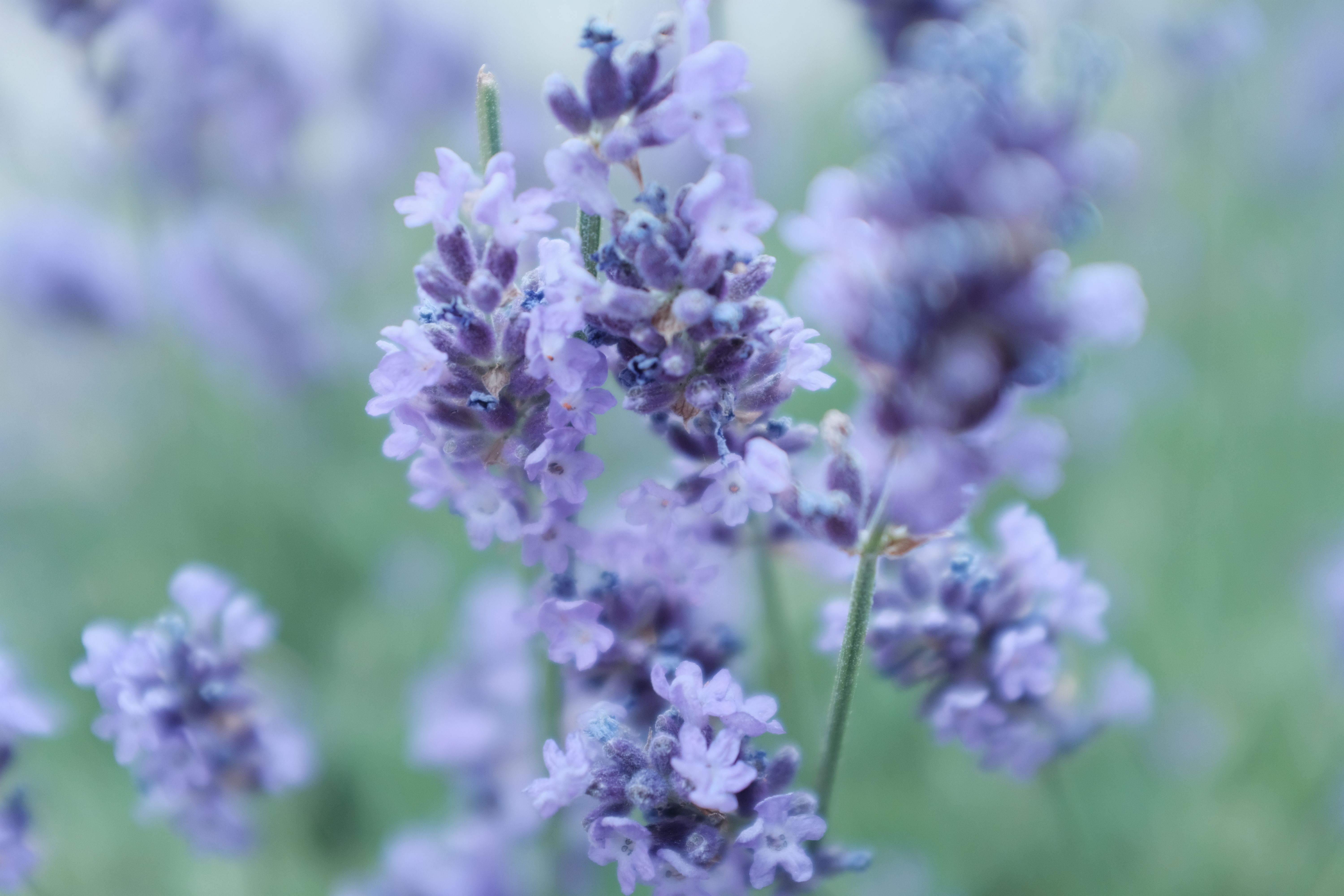 Lavender Flowers in Full Bloom Outdoors · Free Stock Photo