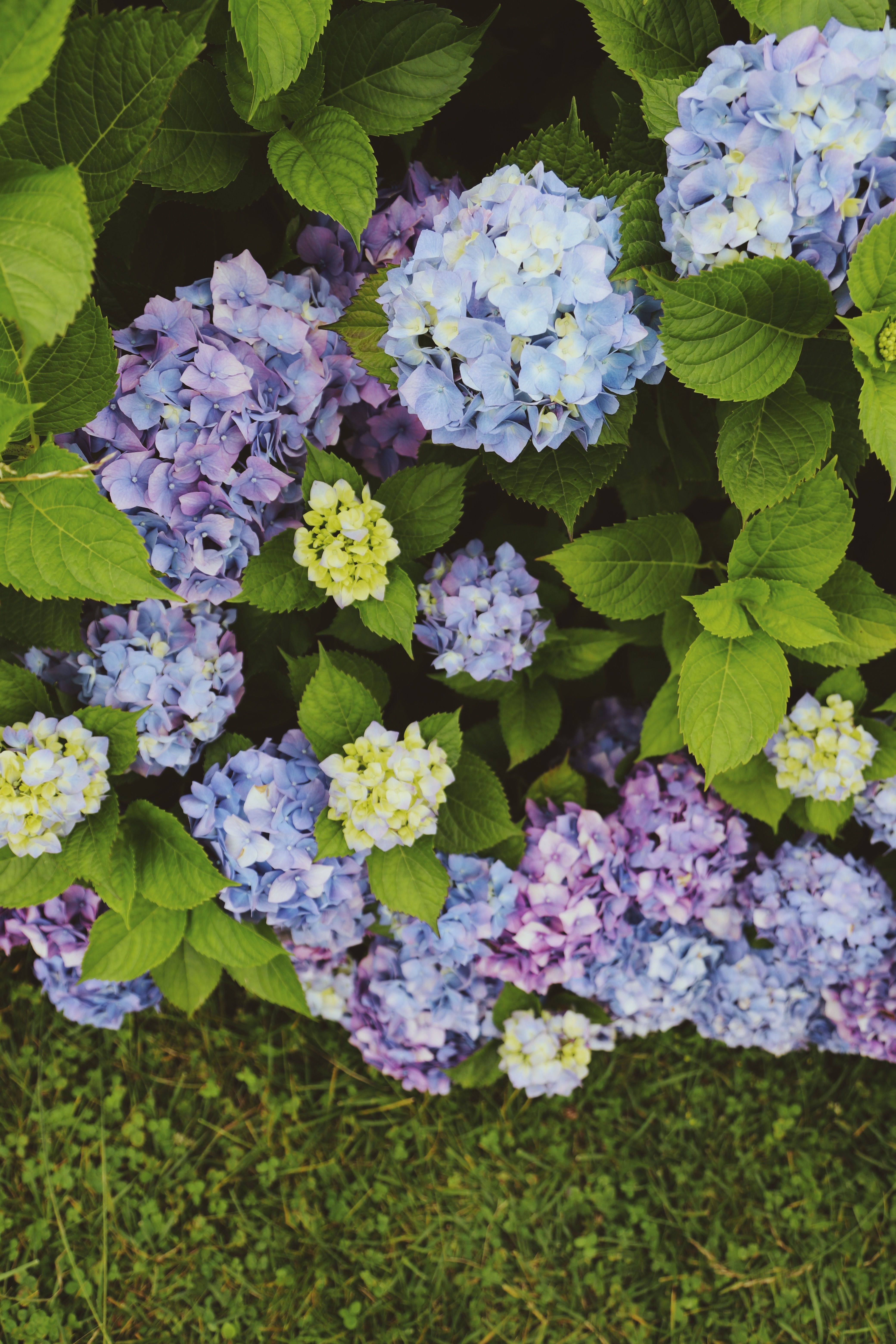 Colorful Hydrangea Blooms in Vibrant Garden · Free Stock Photo