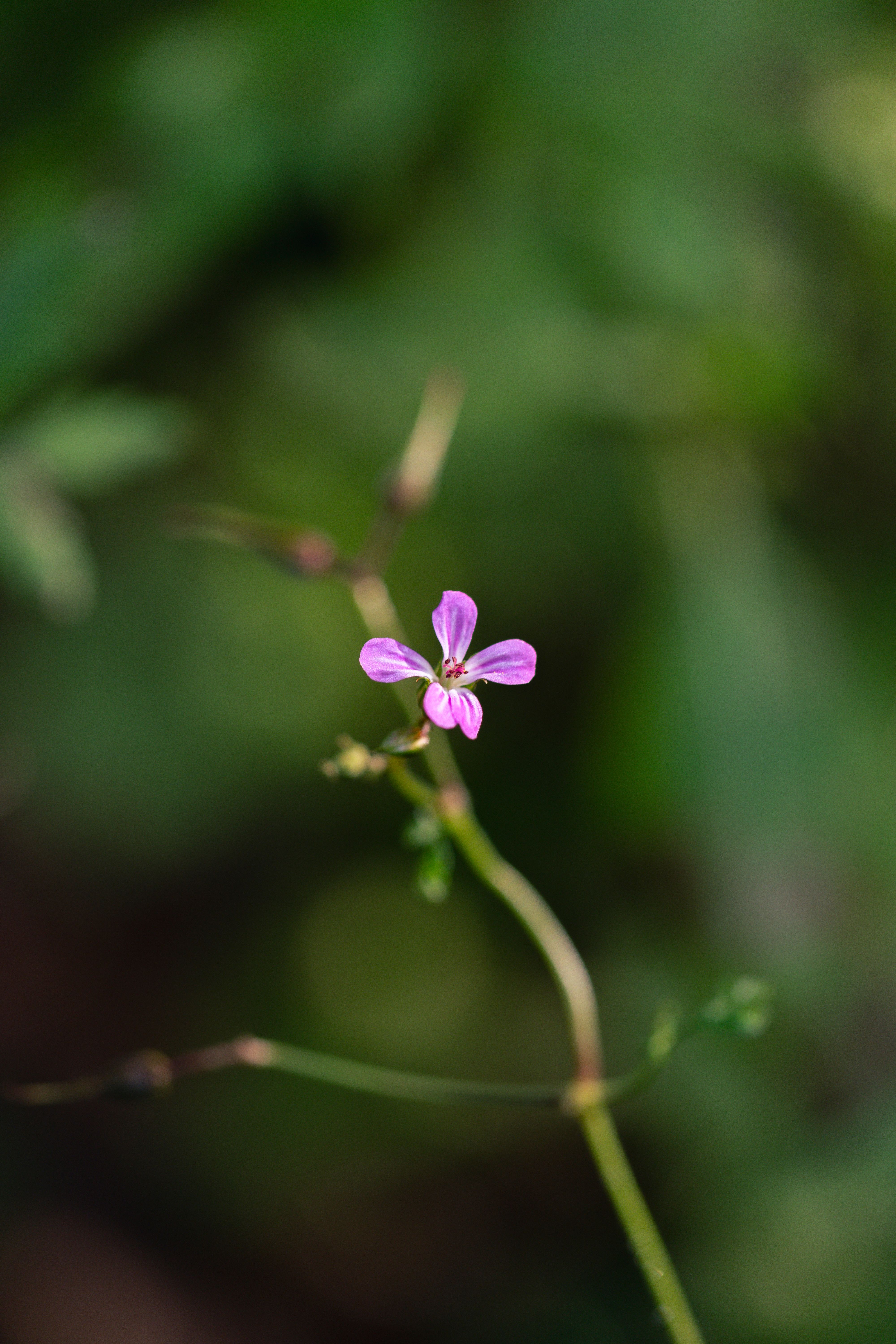 Close-up of a Delicate Pink Wildflower in Nature · Free Stock Photo