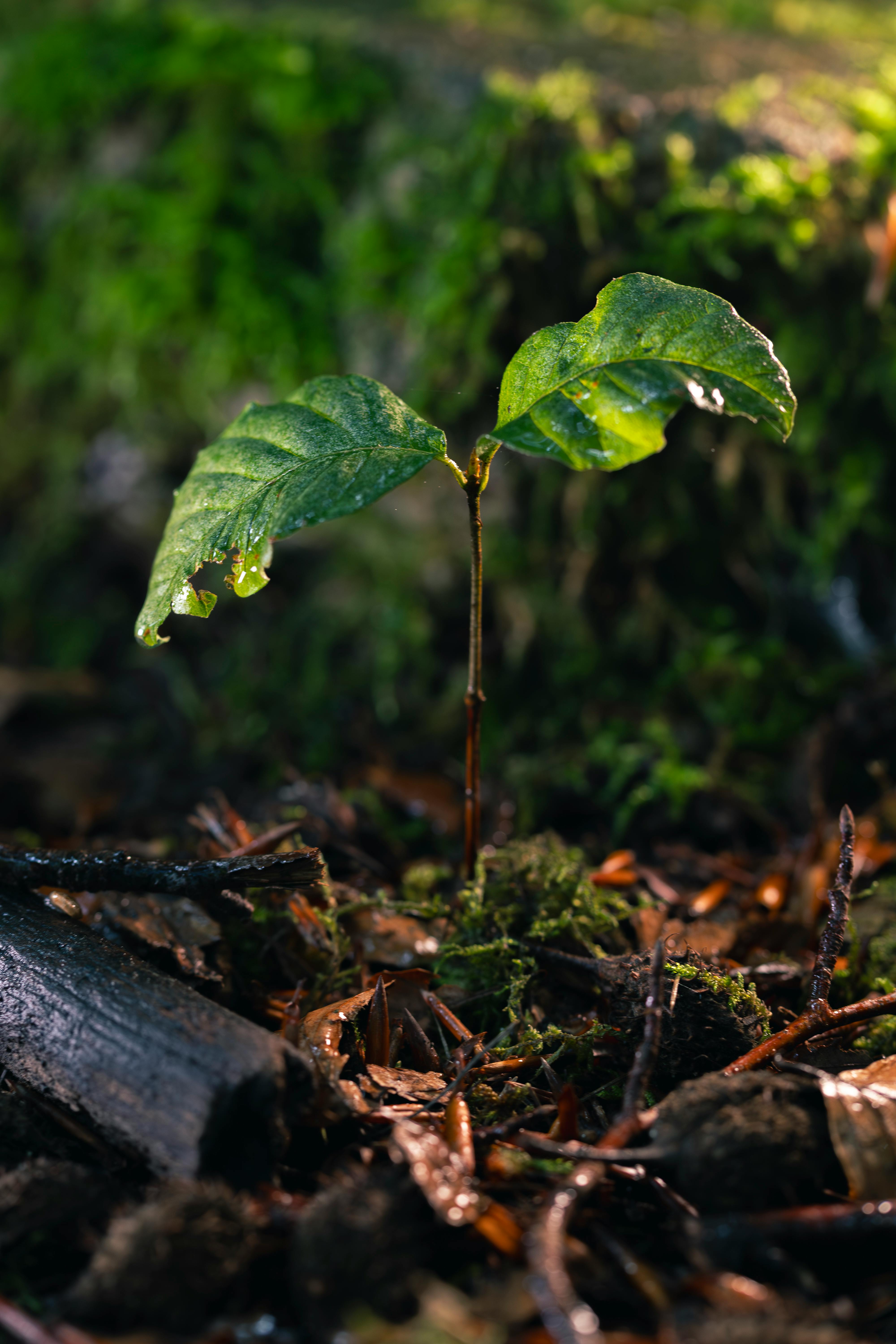 Environmental Conservation Photos, Download The BEST Free Environmental ...