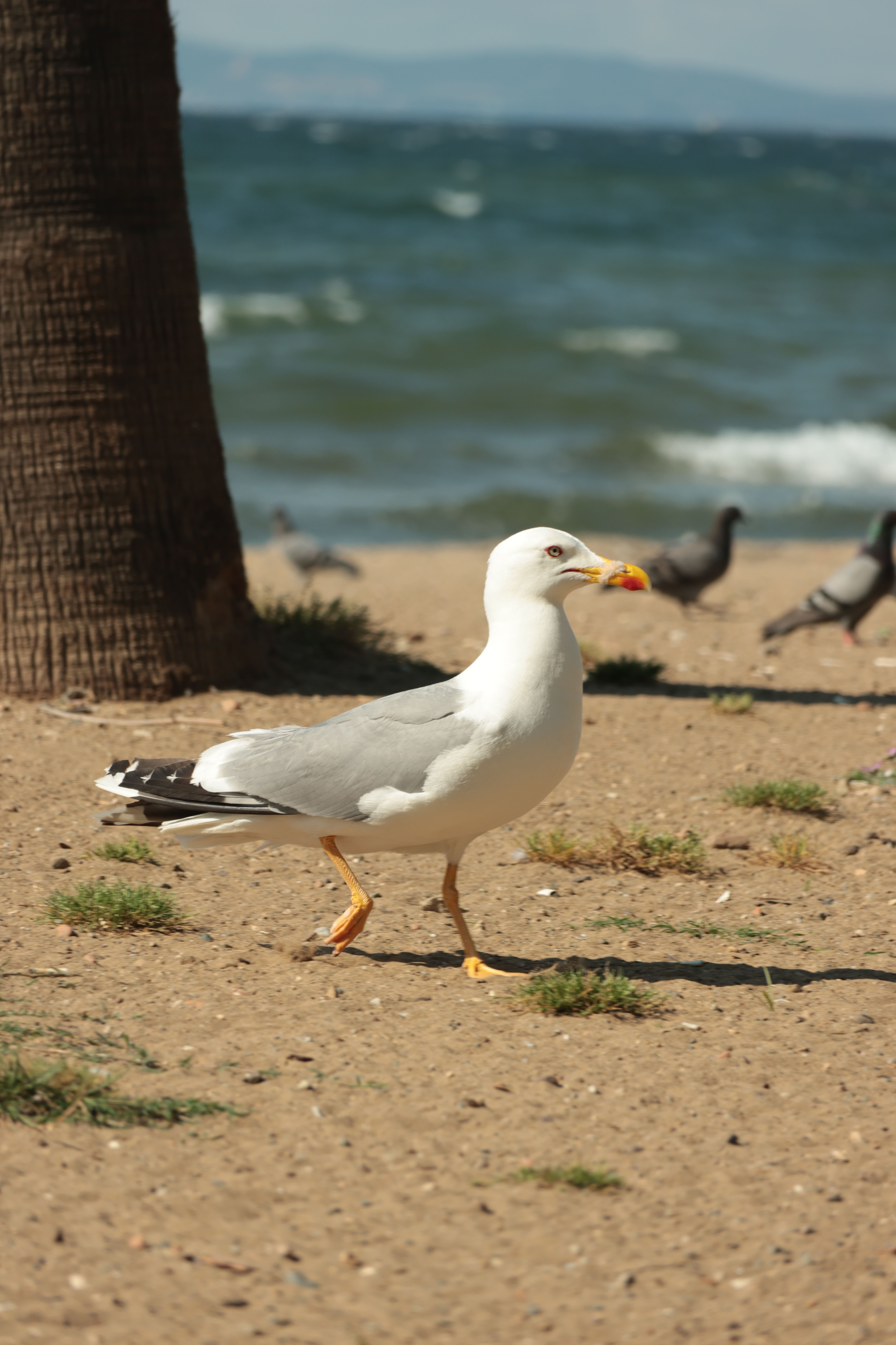 Seagulls on the beach · Free Stock Photo