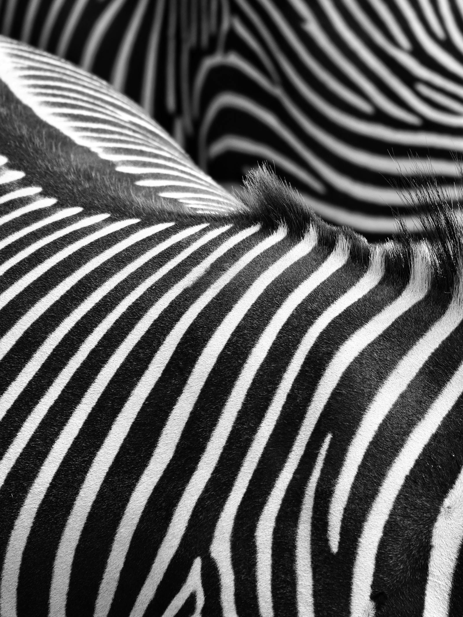 Zebra Pattern Photos, Download The BEST Free Zebra Pattern Stock Photos ...