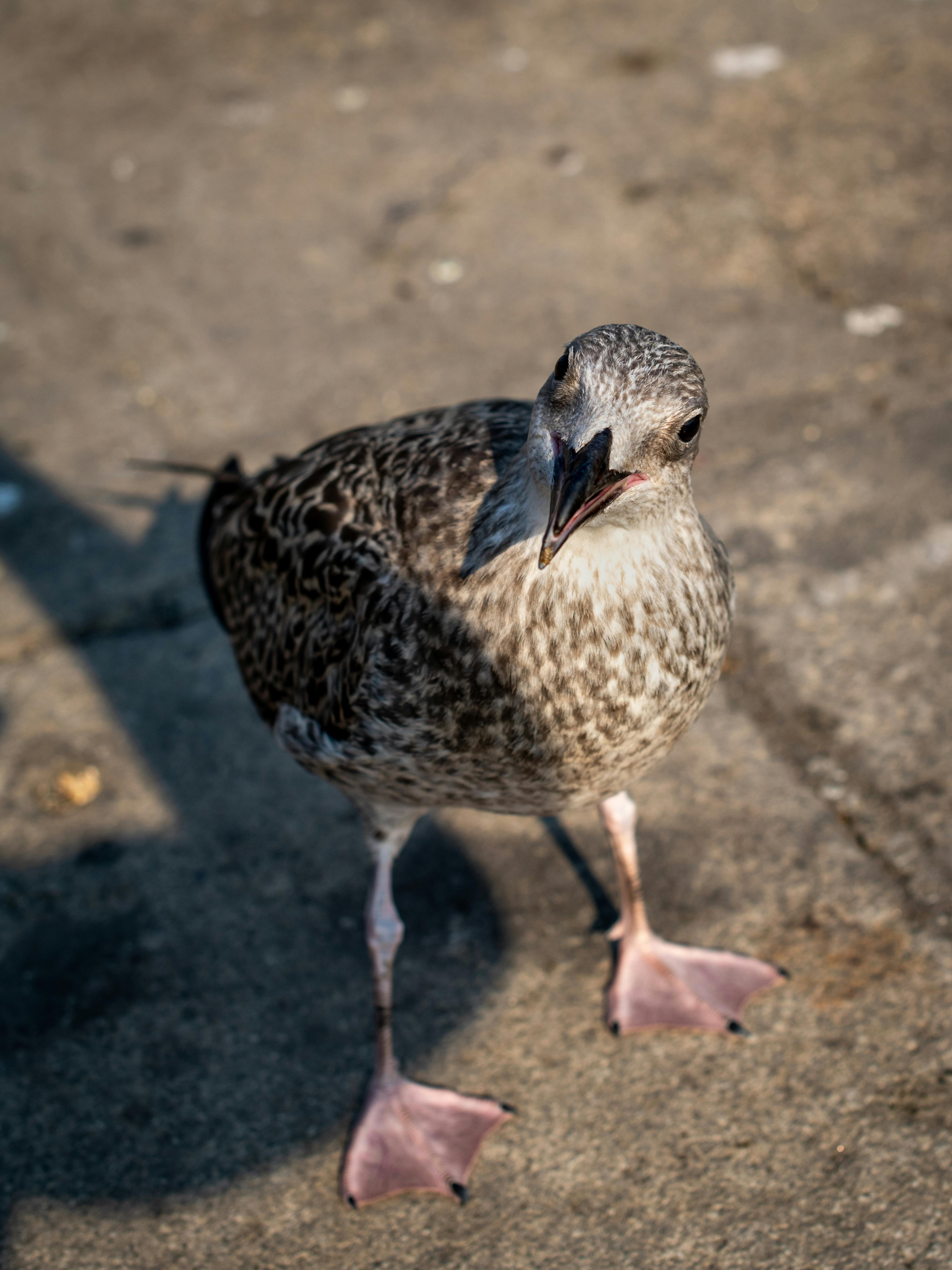 Dreamstime+Free+Images+Without+Watermark Photos, Download The BEST Free Dreamstime+Free+Images ...